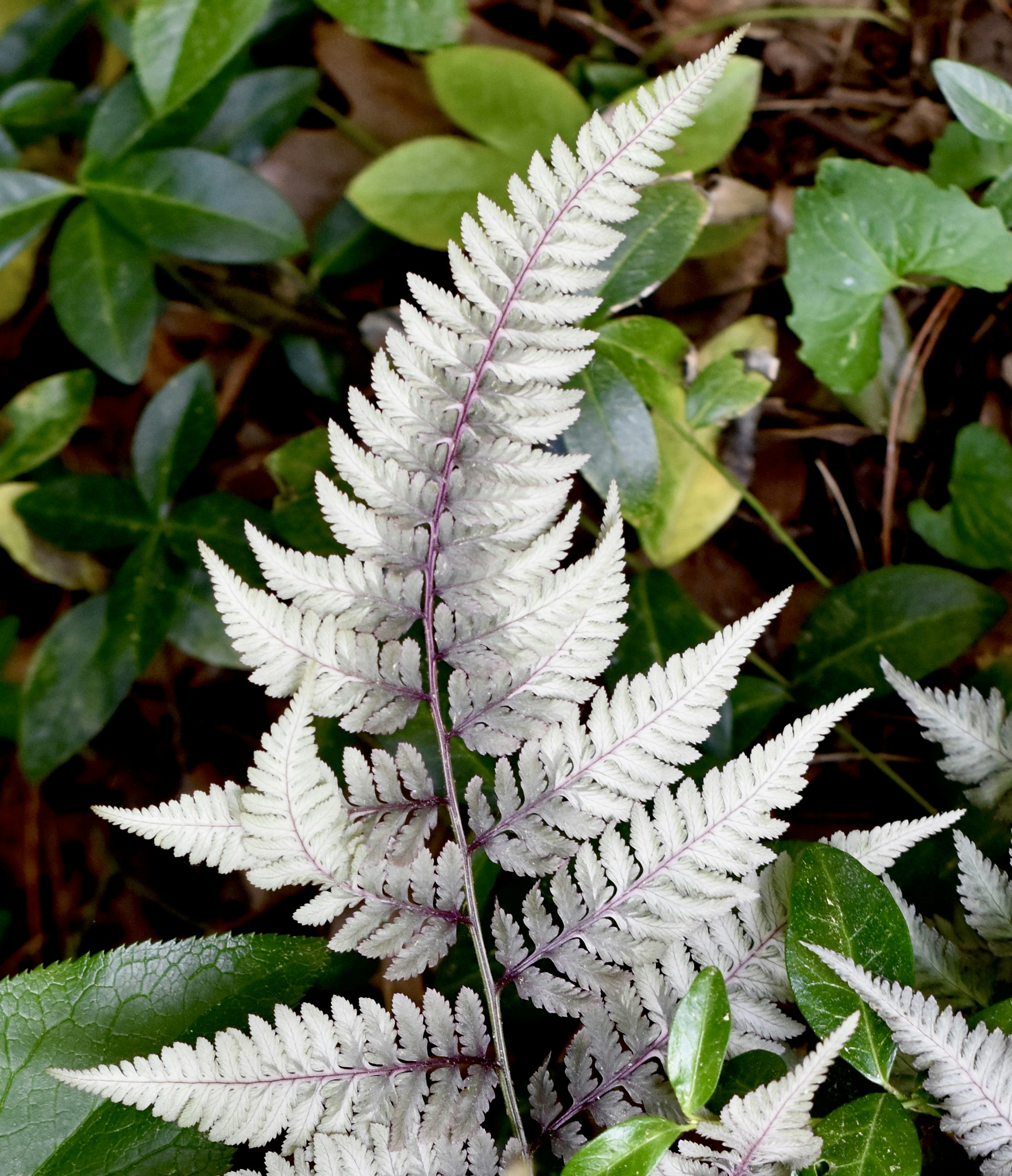 Lavender-veined White Fern Rising Through Emerald Understory