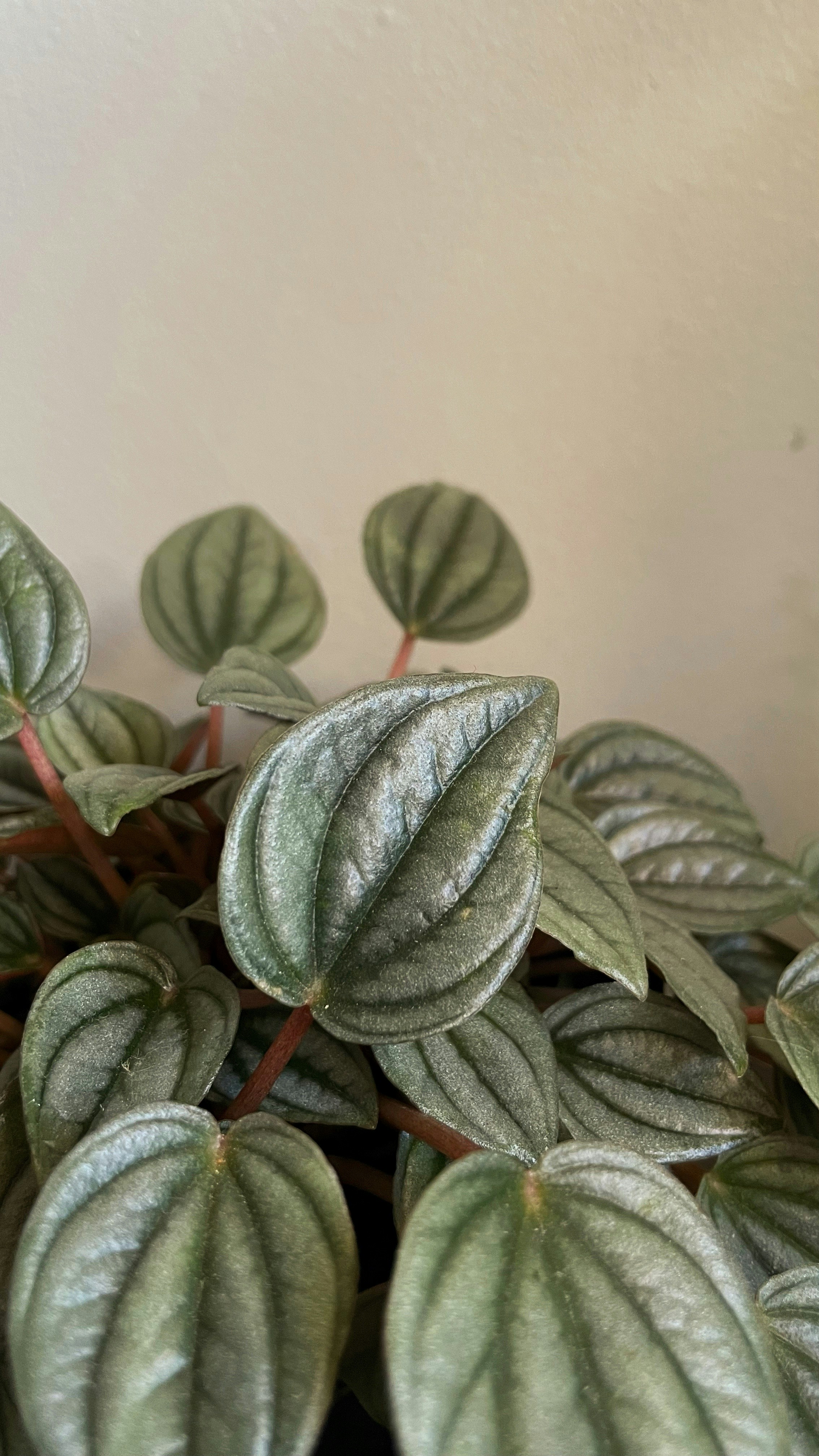 Close-up photograph of velvety green leaves with silver veining against a plain beige wall.