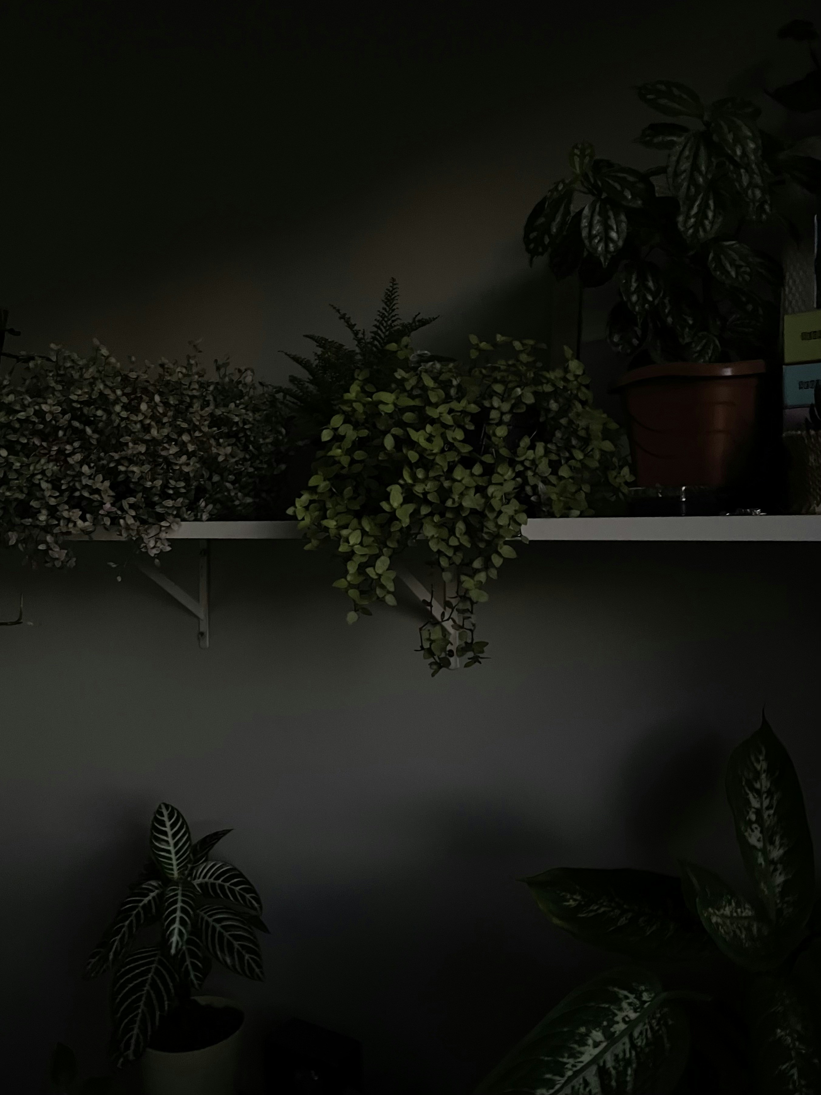 Shadowed Shelf Oasis: A Quiet Cascade of Indoor Greenery