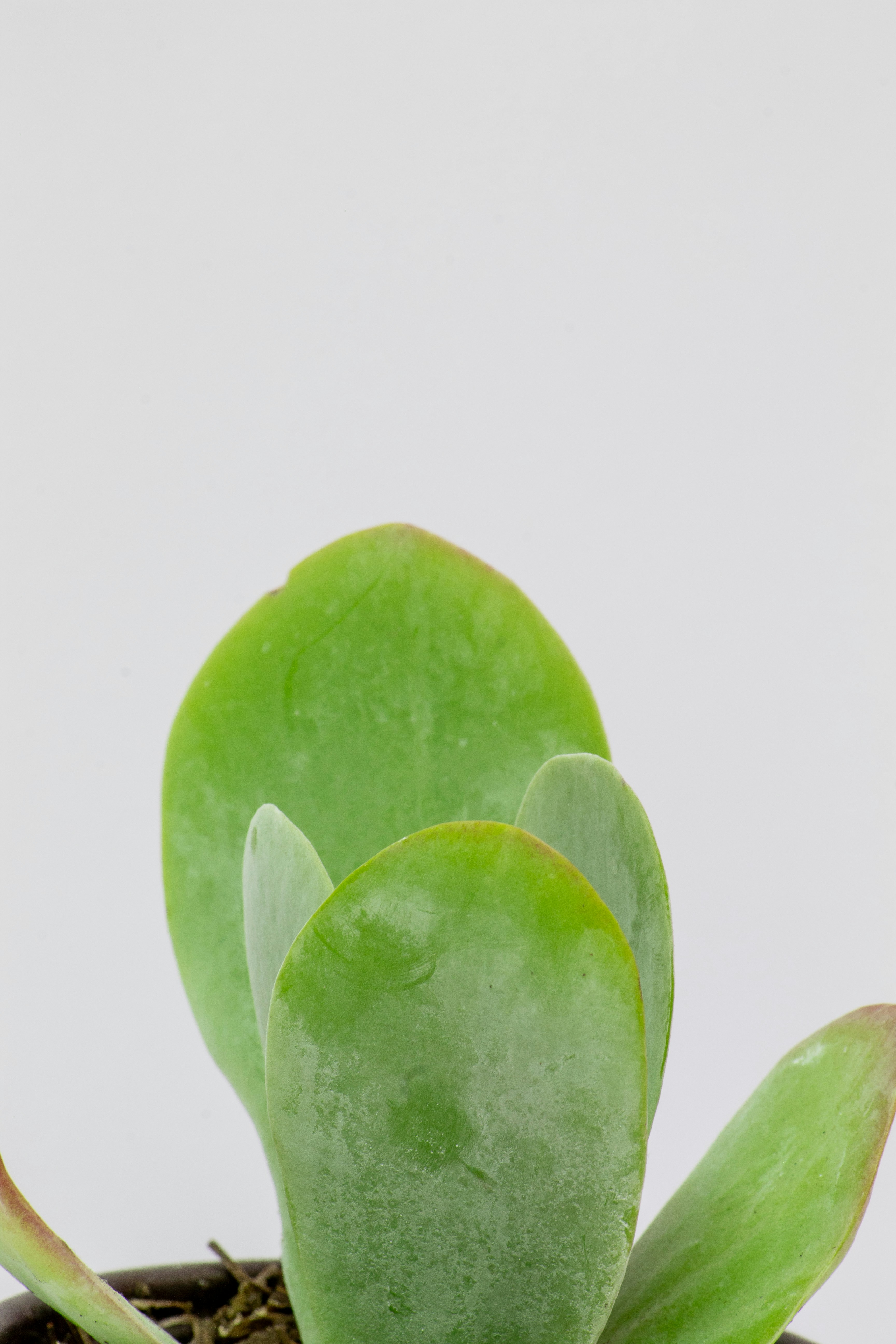 Emerald Ellipses: Close-Up of a Petite Succulent on White