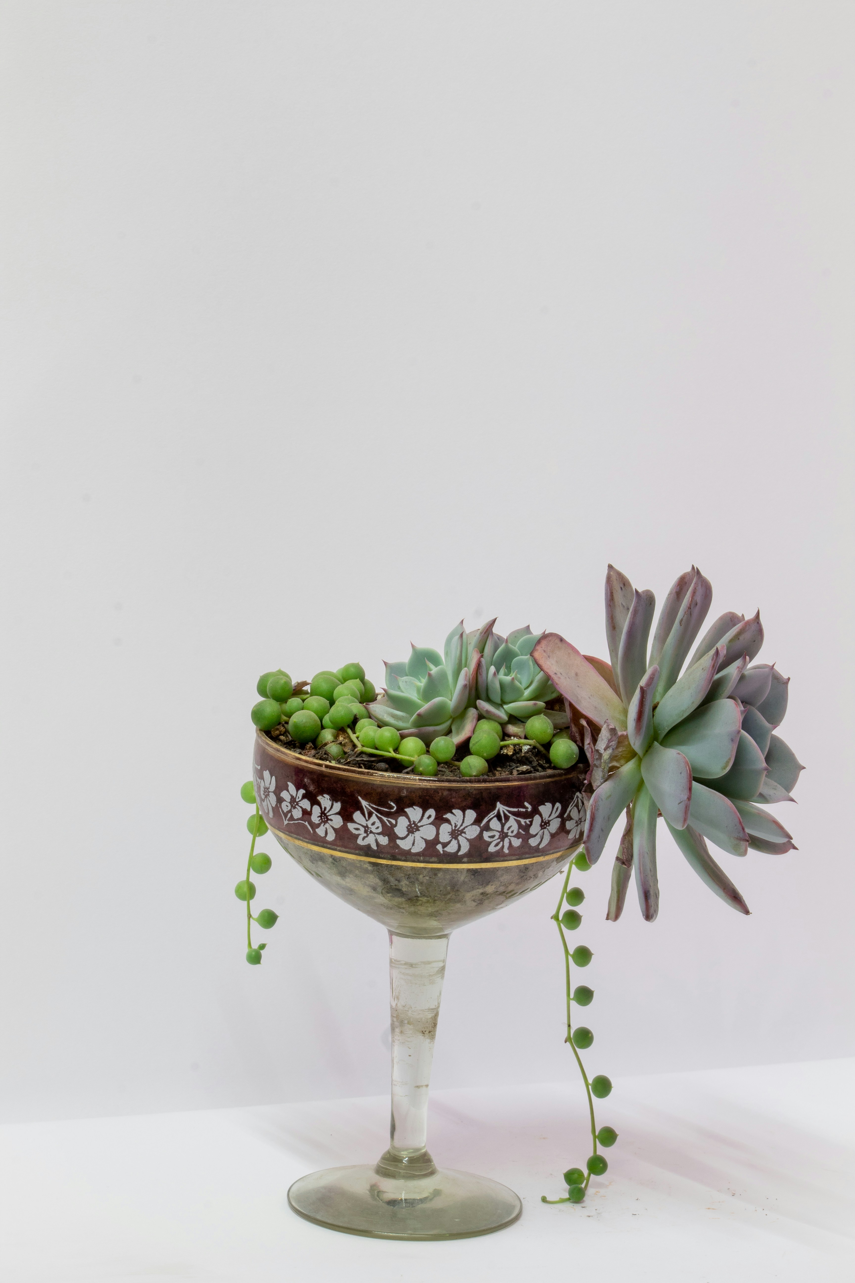 Minimalist Succulent Still Life in a Vintage Stemmed Bowl
