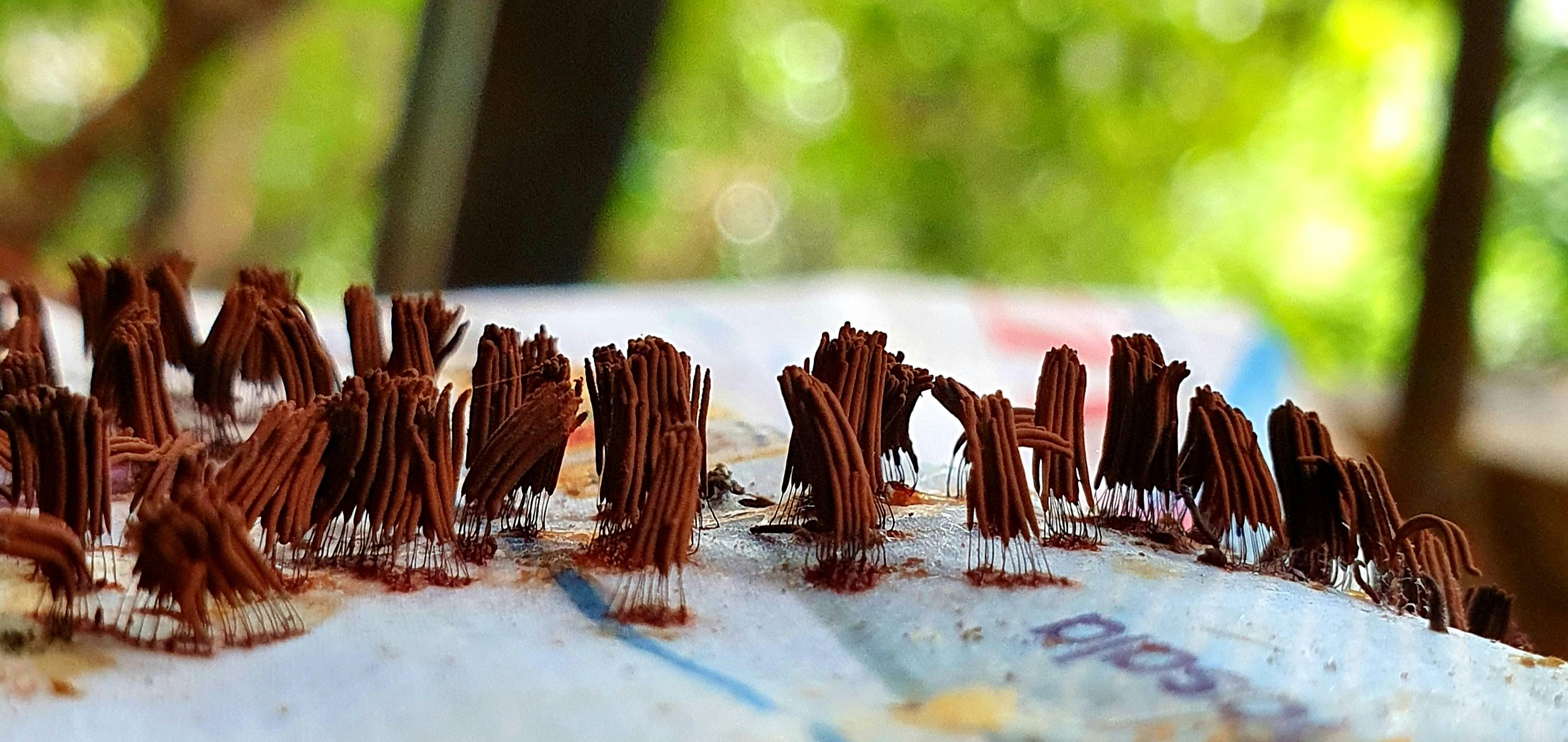 Row of Tiny Bristle Towers Across a Painted Surface