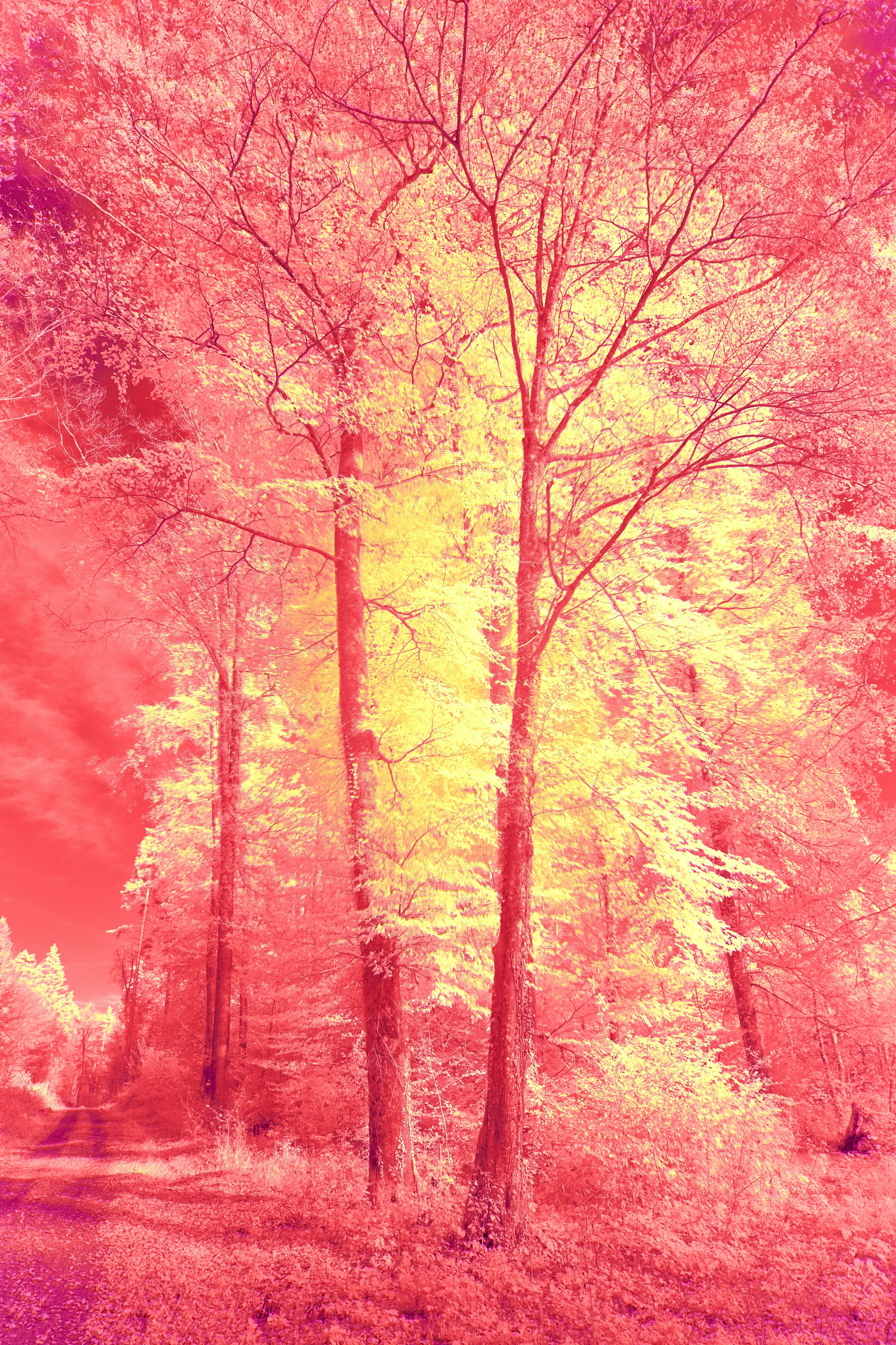 Une image infrarouge d’un arbre dans une forêt photo – Photo Décor ...