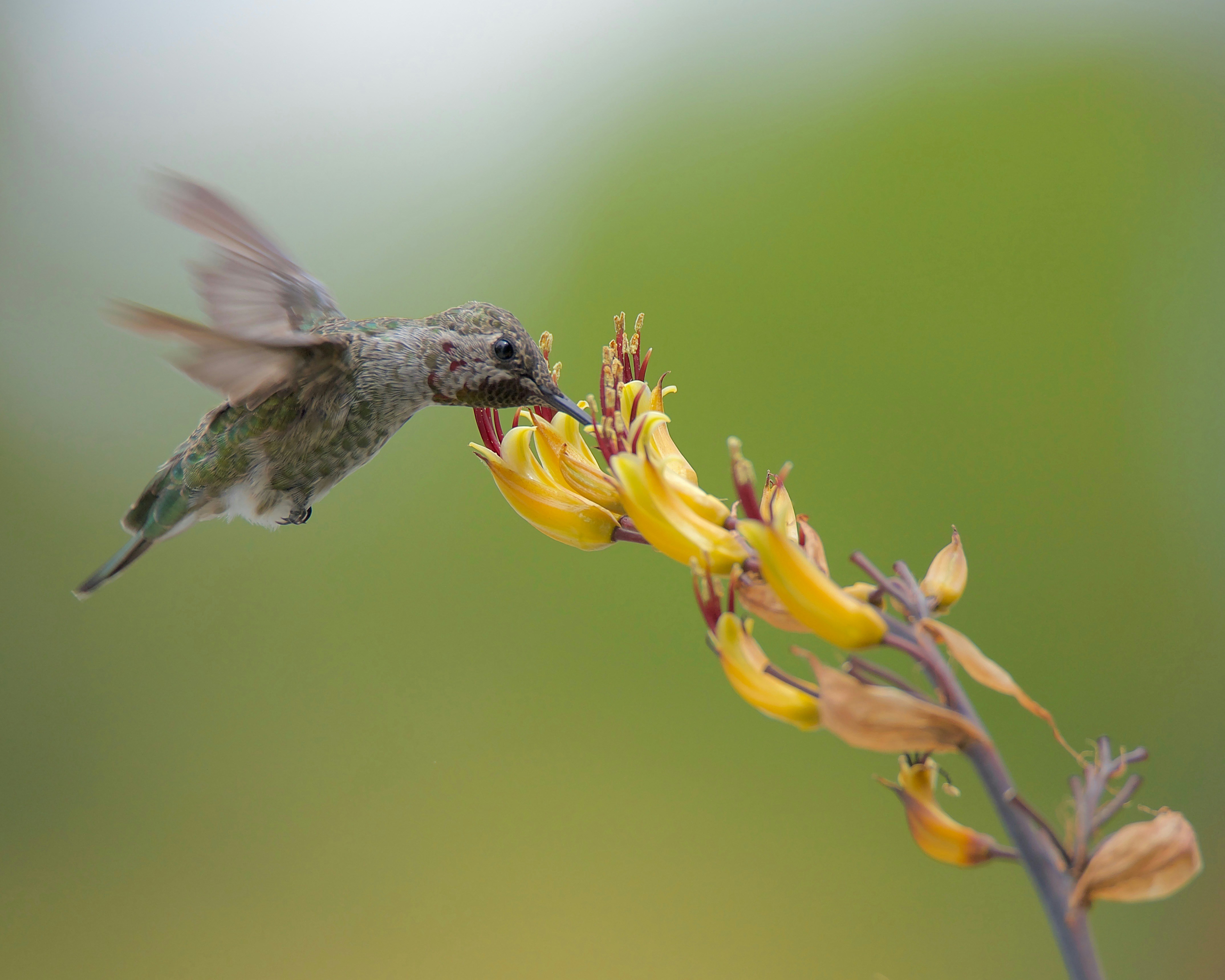Annas Hummingbird feeding on yellow flax flowers