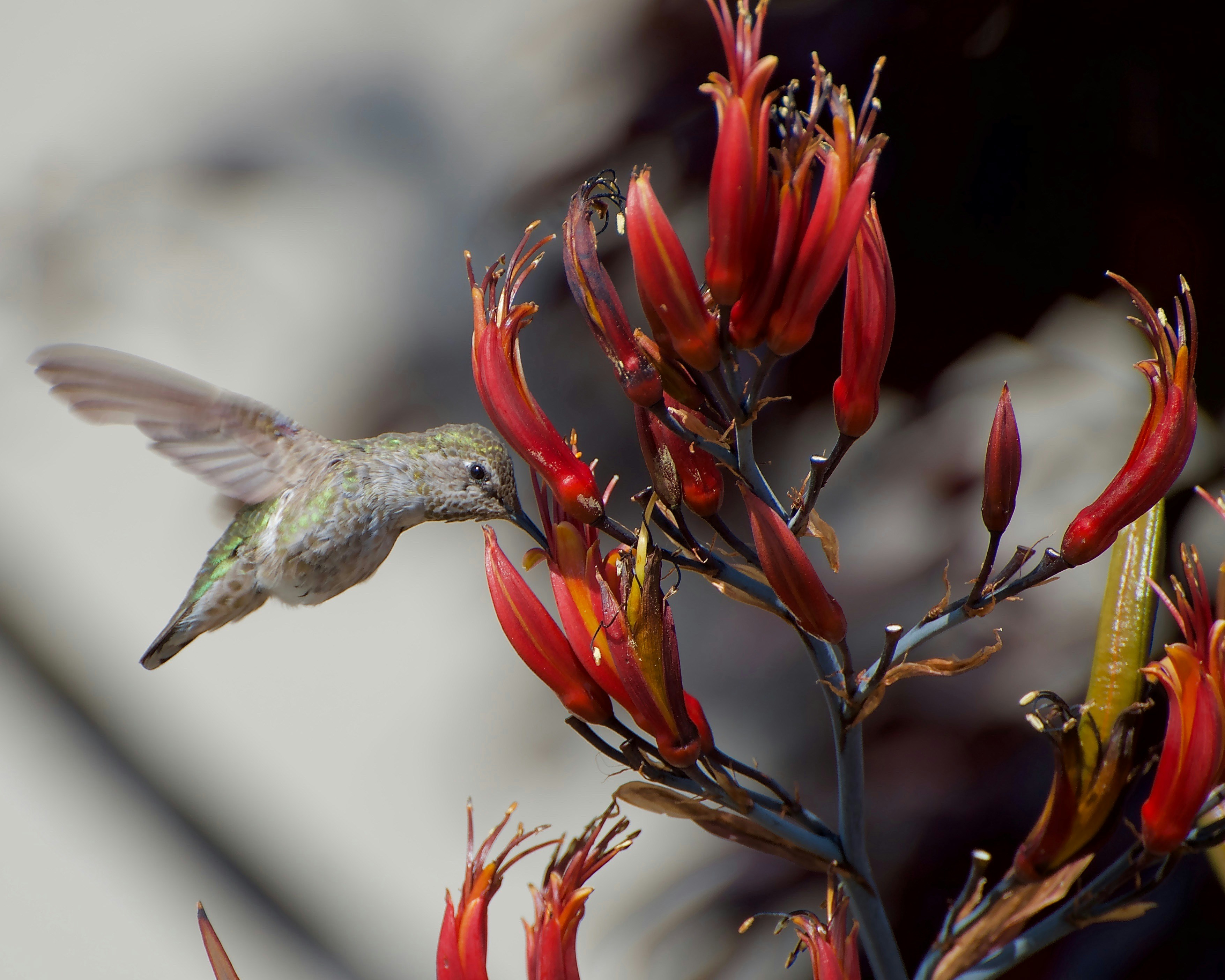 Dance of the Nectar Seeker