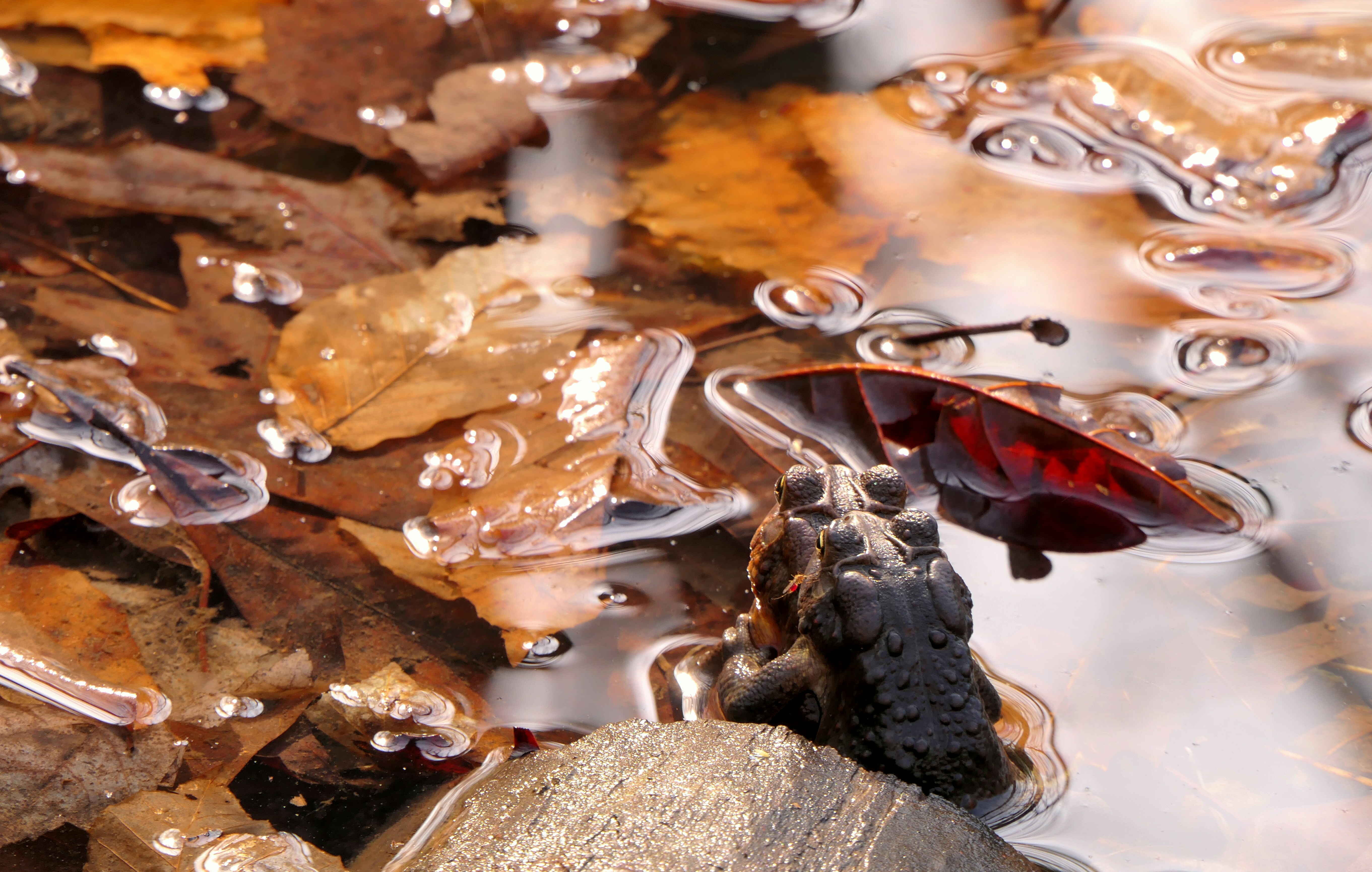 Autumn's Quiet Watcher at the Water's Edge