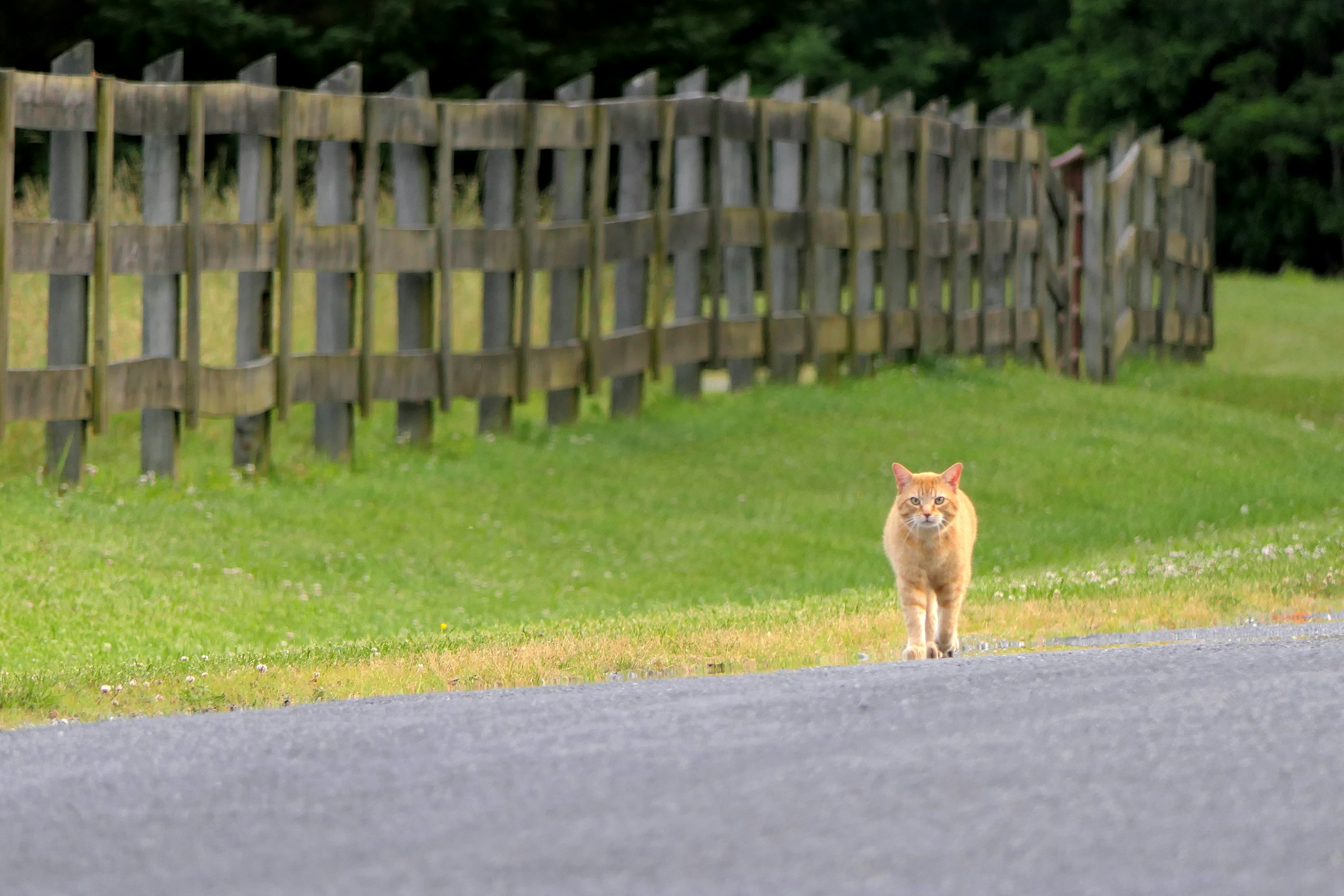 Edge of the Road: A Curious Cat by the Weathered Fence