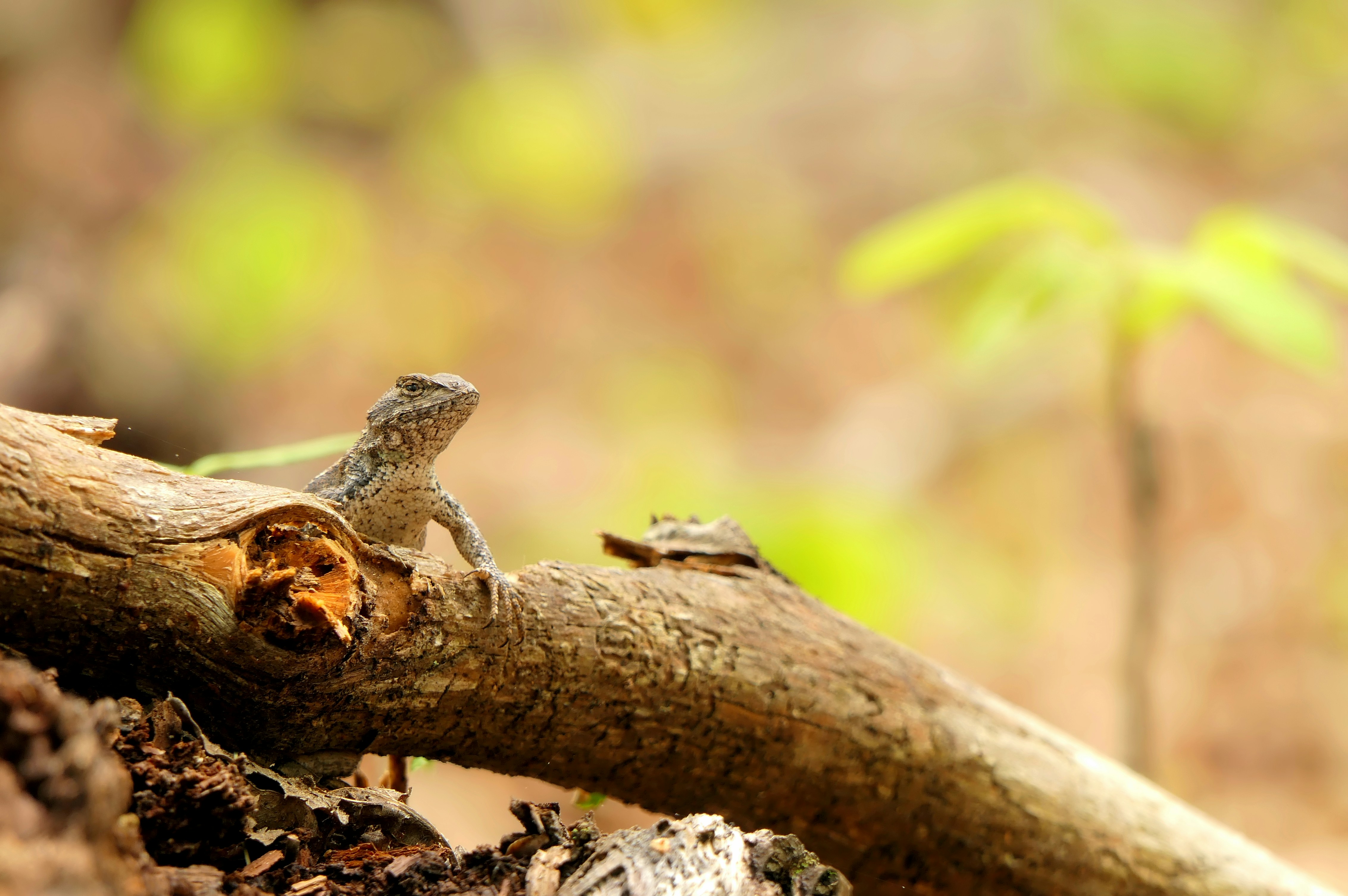 Lizard Sentinel on a Weathered Log in Sunlit Understory