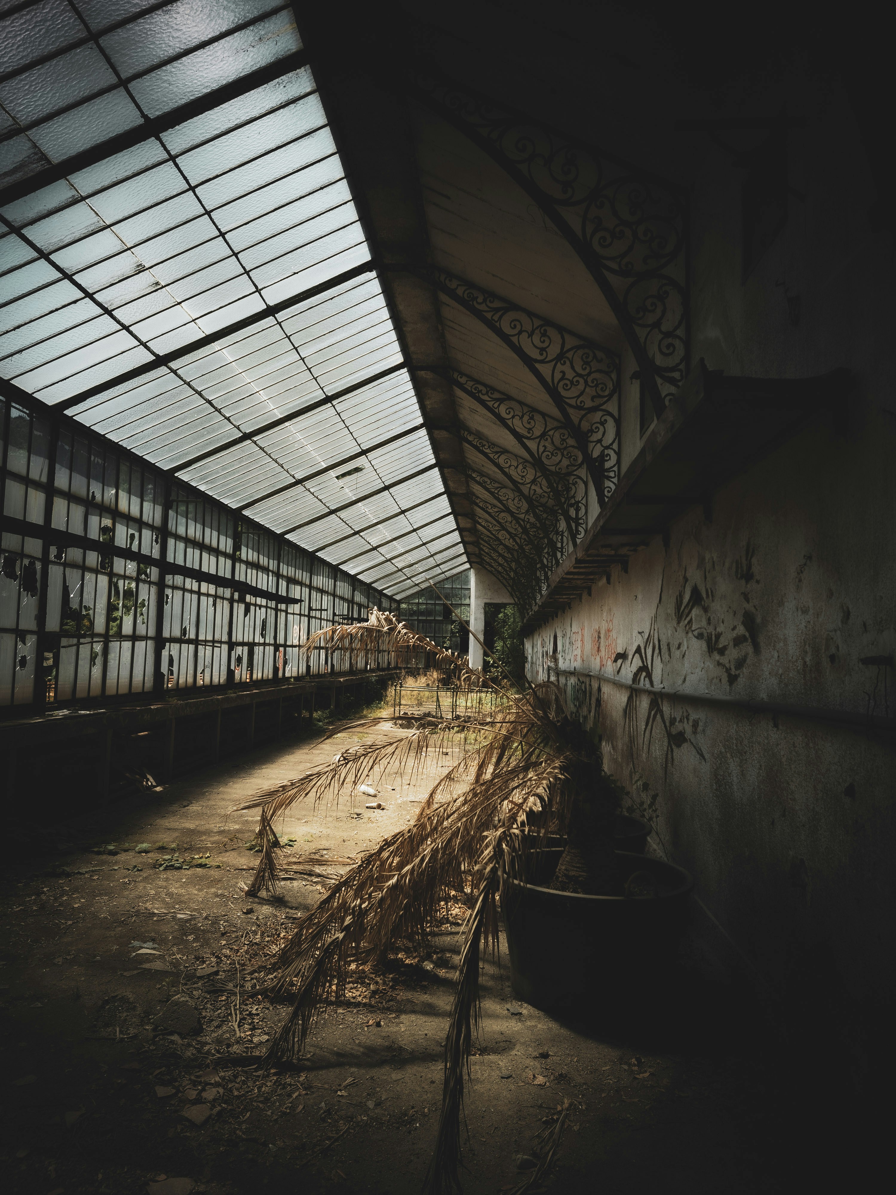Overgrown plants reclaiming an abandoned greenhouse, with sunlight filtering through the glass roof, creating a serene yet haunting atmosphere.