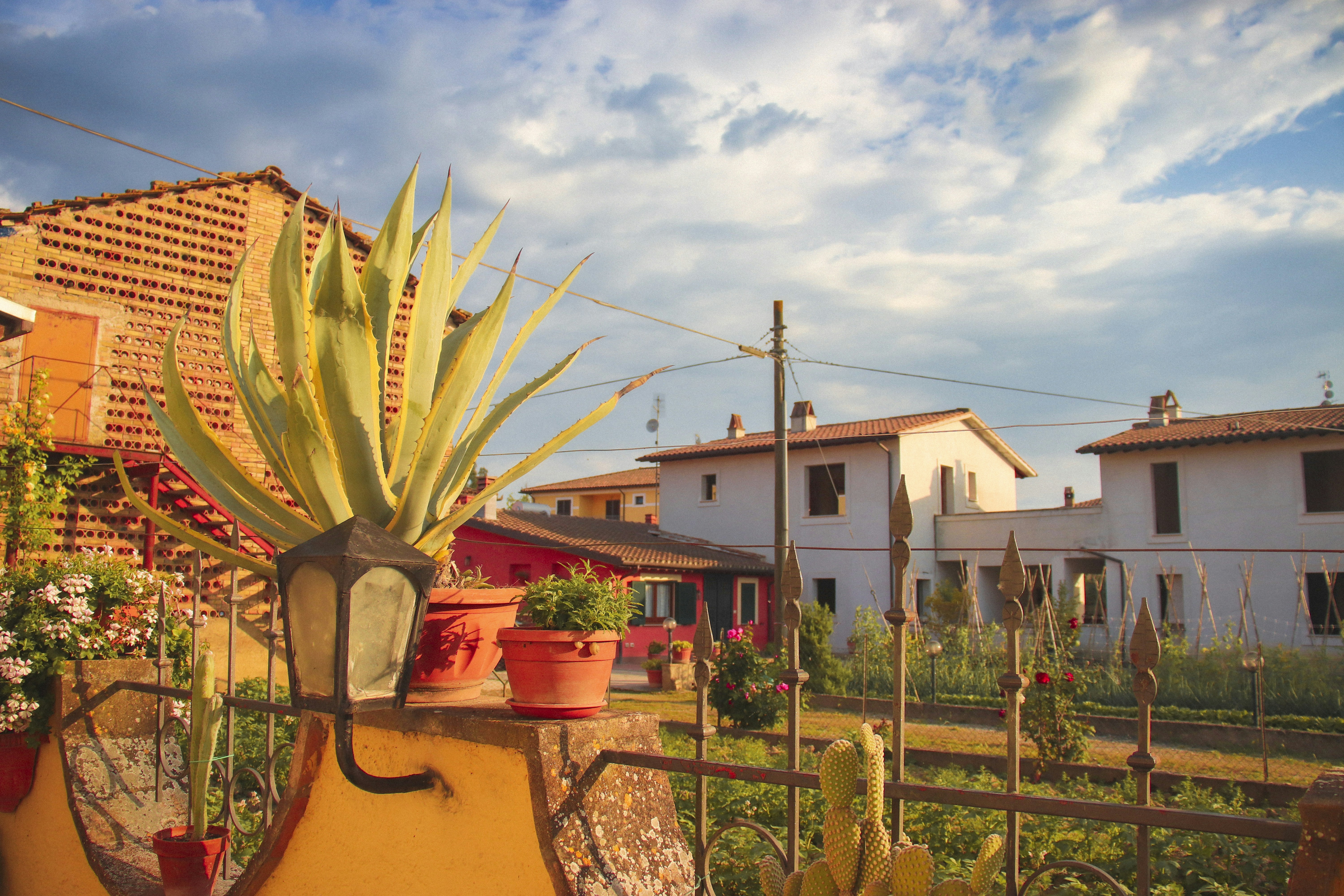 Sunlit Cactus Overlooking Rustic Homes