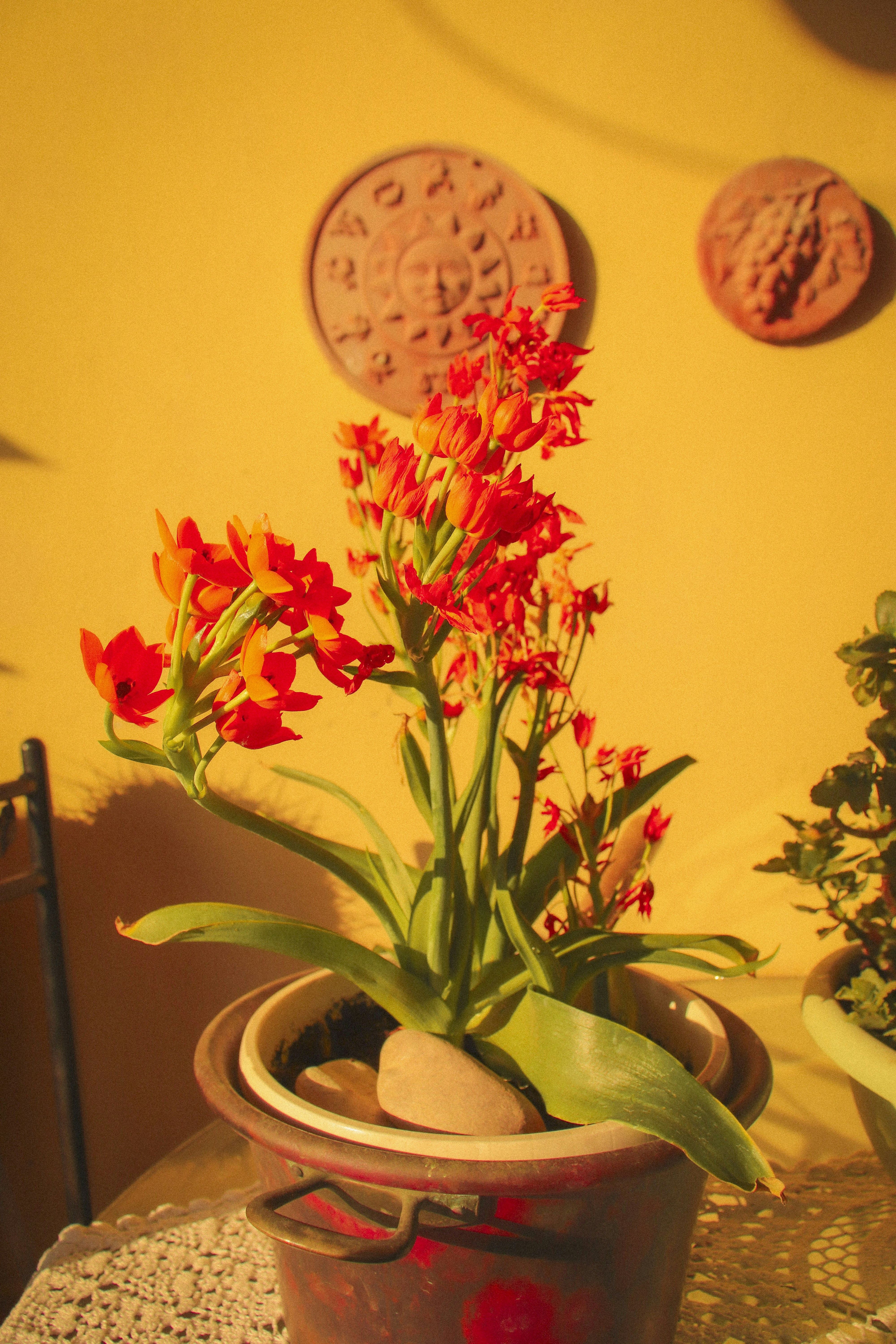 Sunlit Ixora Bloom in a Quiet Home Corner