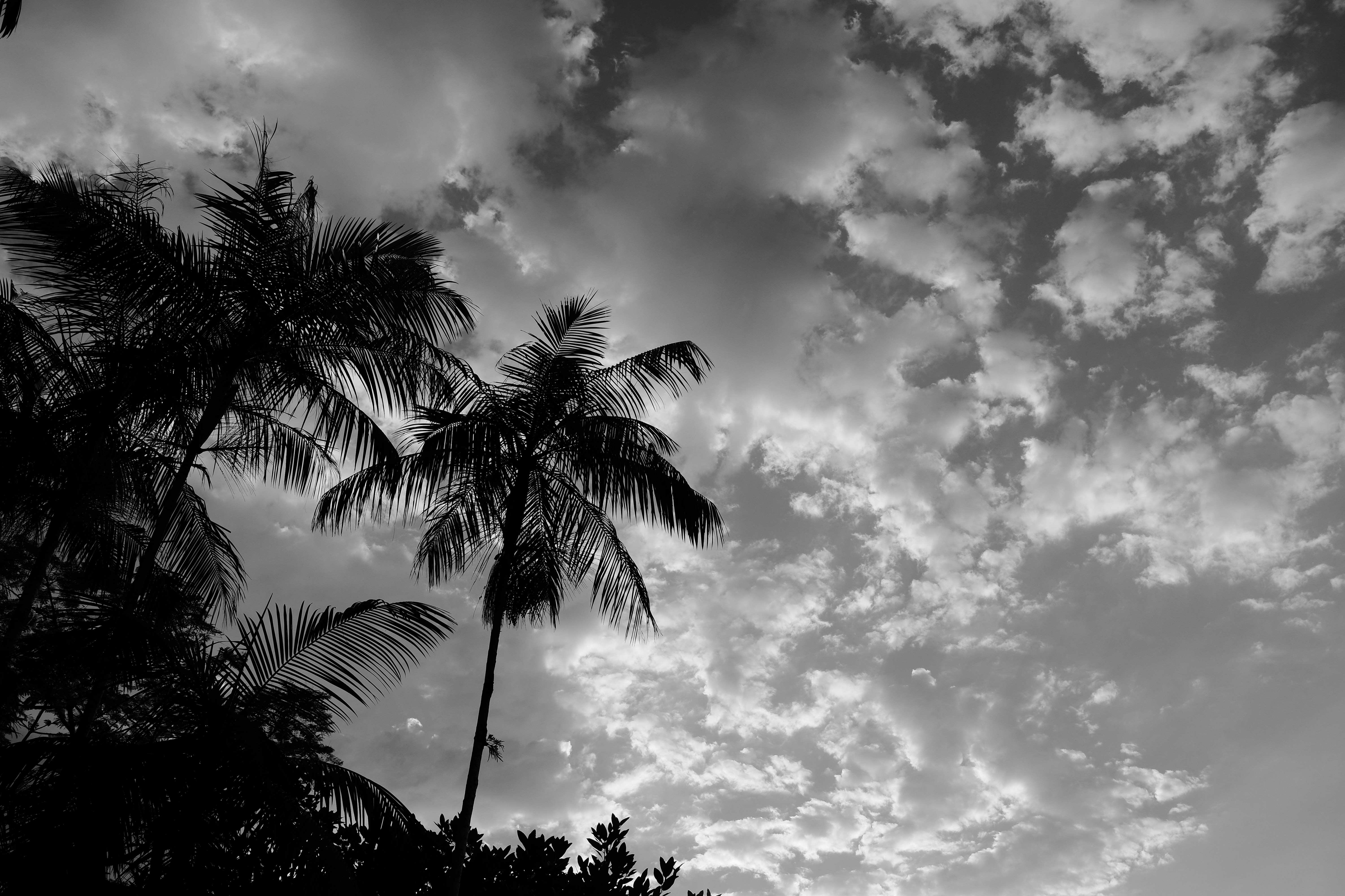 Silhouetted palm trees beneath a cloud-filled sky in black and white.