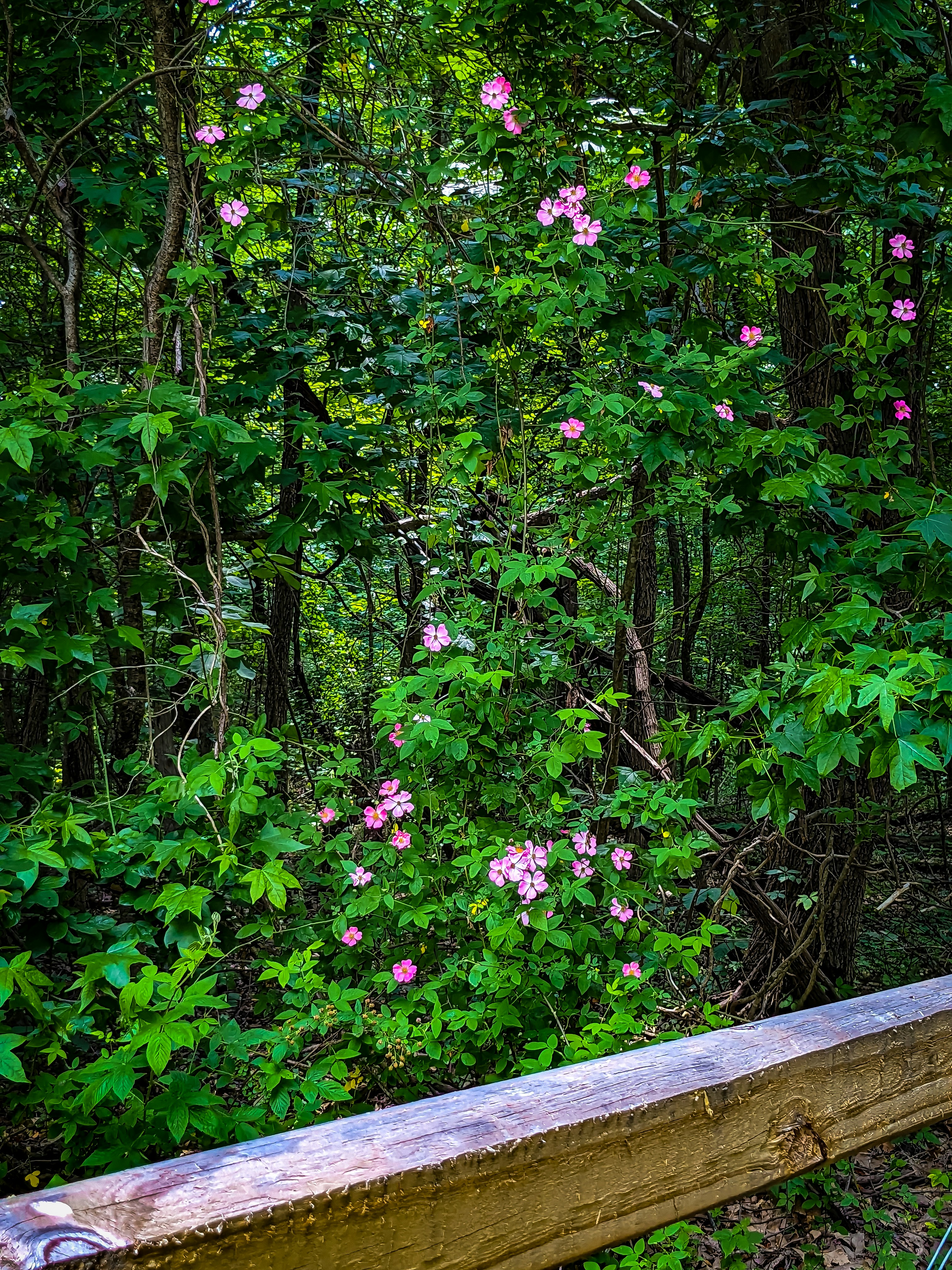 Floral Threads in a Green Canopy: Pink Blooms Climbing a Woodland Rail