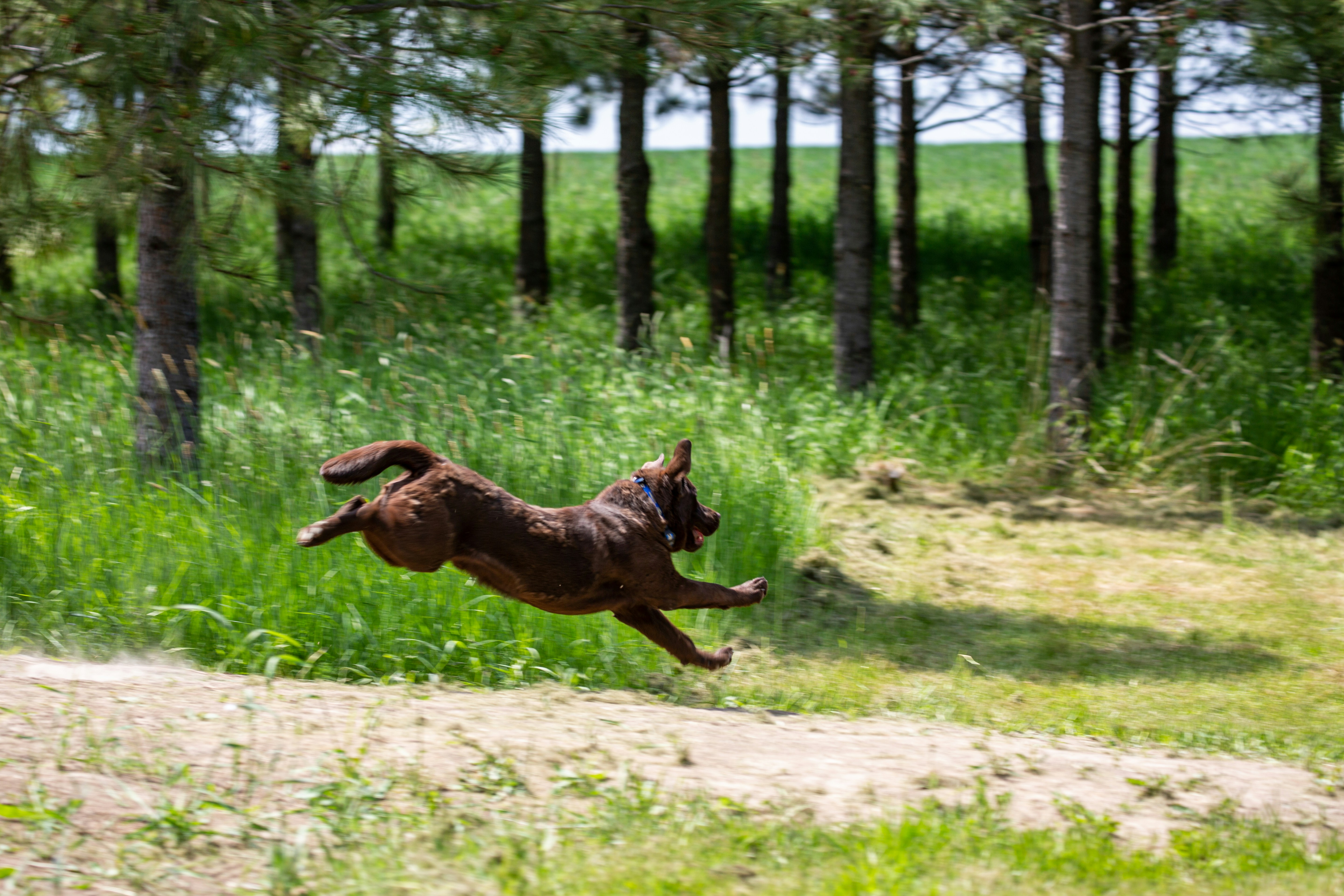 Dog mid-air catching a frisbee in a sunlit forest clearing.