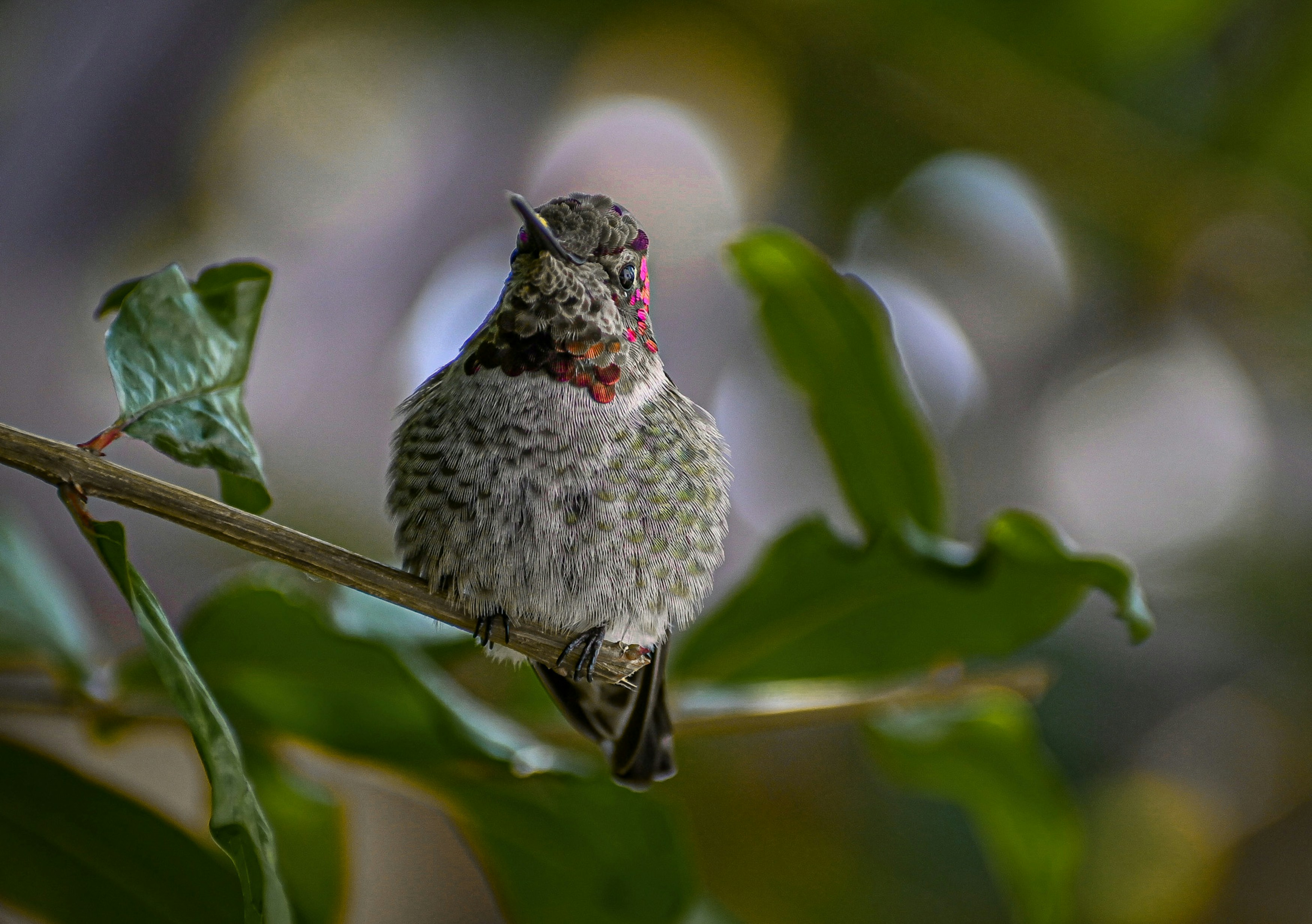 A small bird sitting on a tree branch photo – Free Bird Image on Unsplash