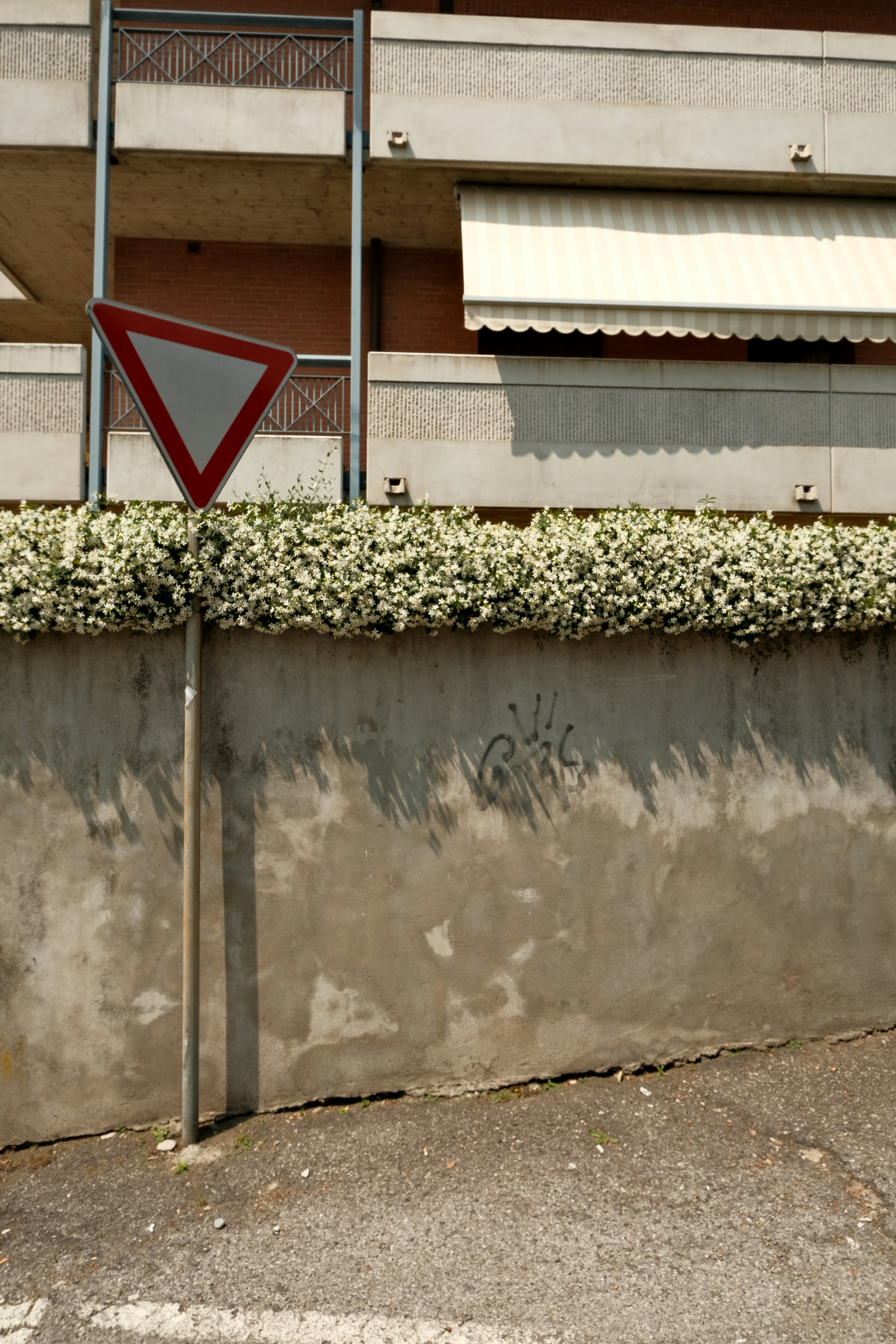 Yield Sign by White Blooms: A Quiet Urban Composition