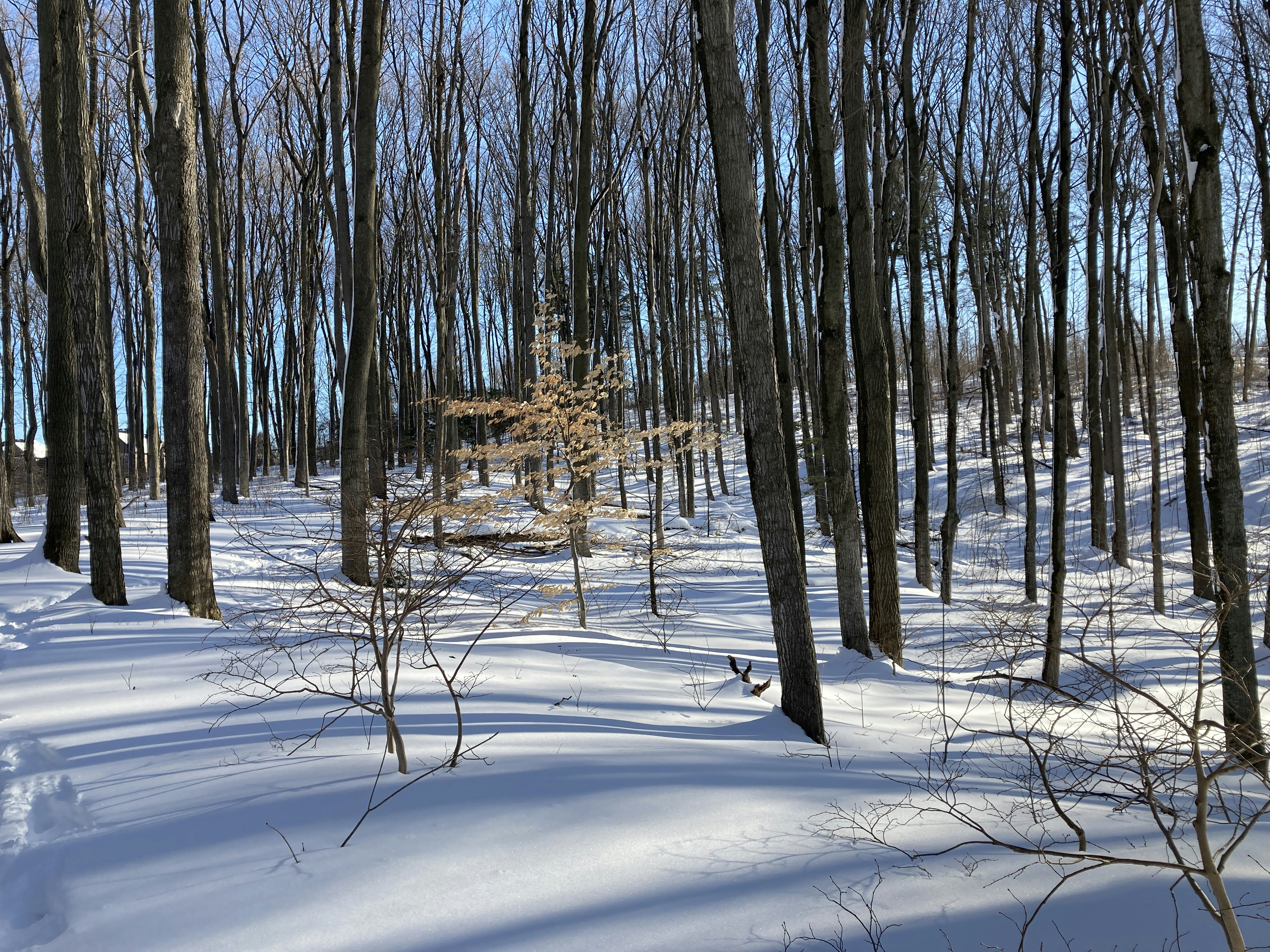 Snow-covered forest with bare trees under a clear blue sky.