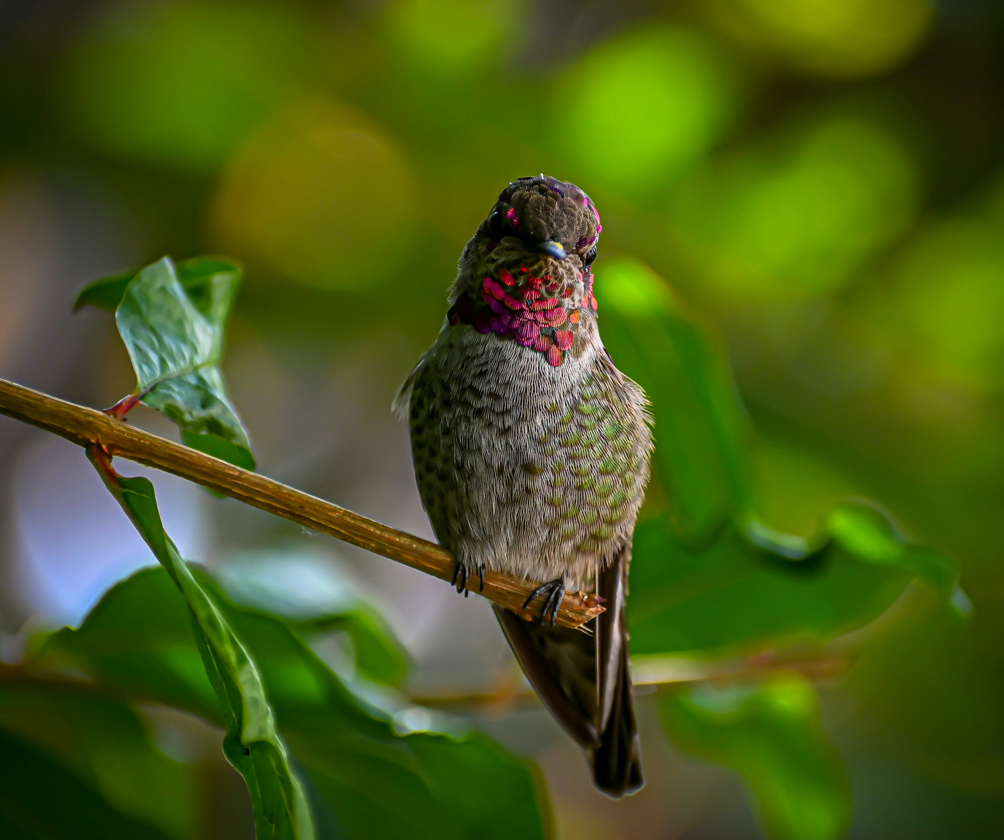Ruby Gorget on a Leafy Perch in Soft Green Bokeh