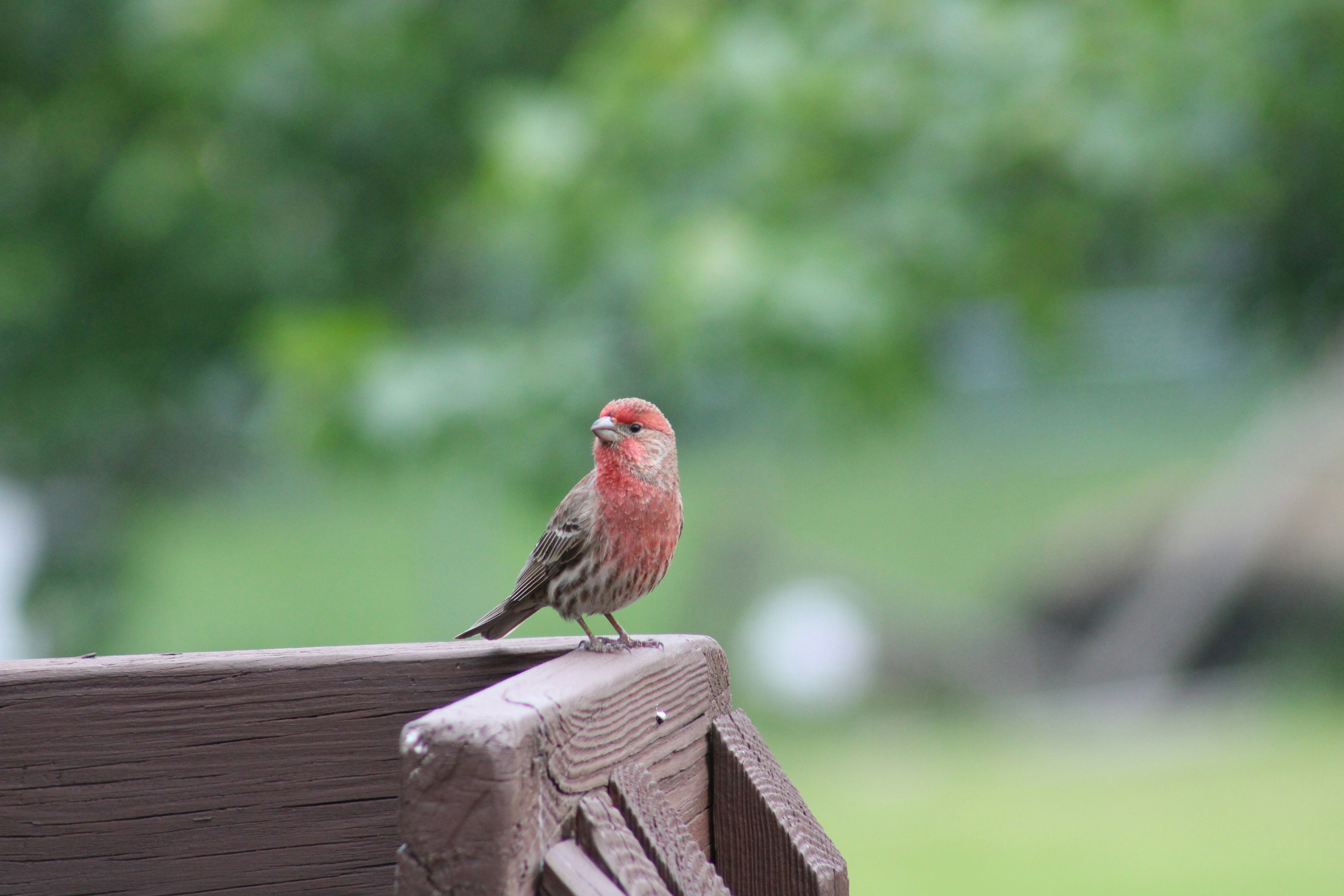 Red finch perched on a weathered railing in a sunlit garden