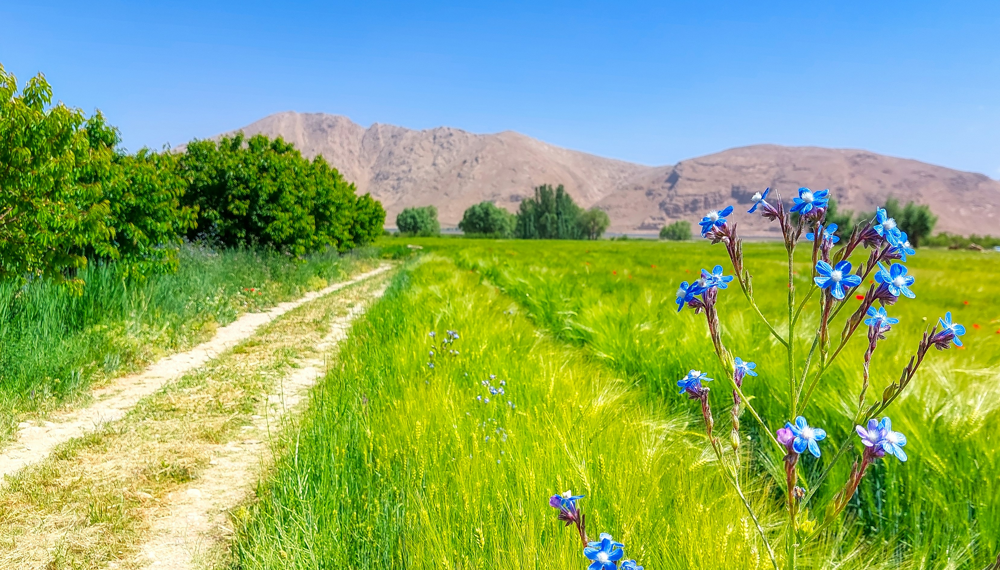 Photo by Ali Arjmandi with Samsung Galaxy A52