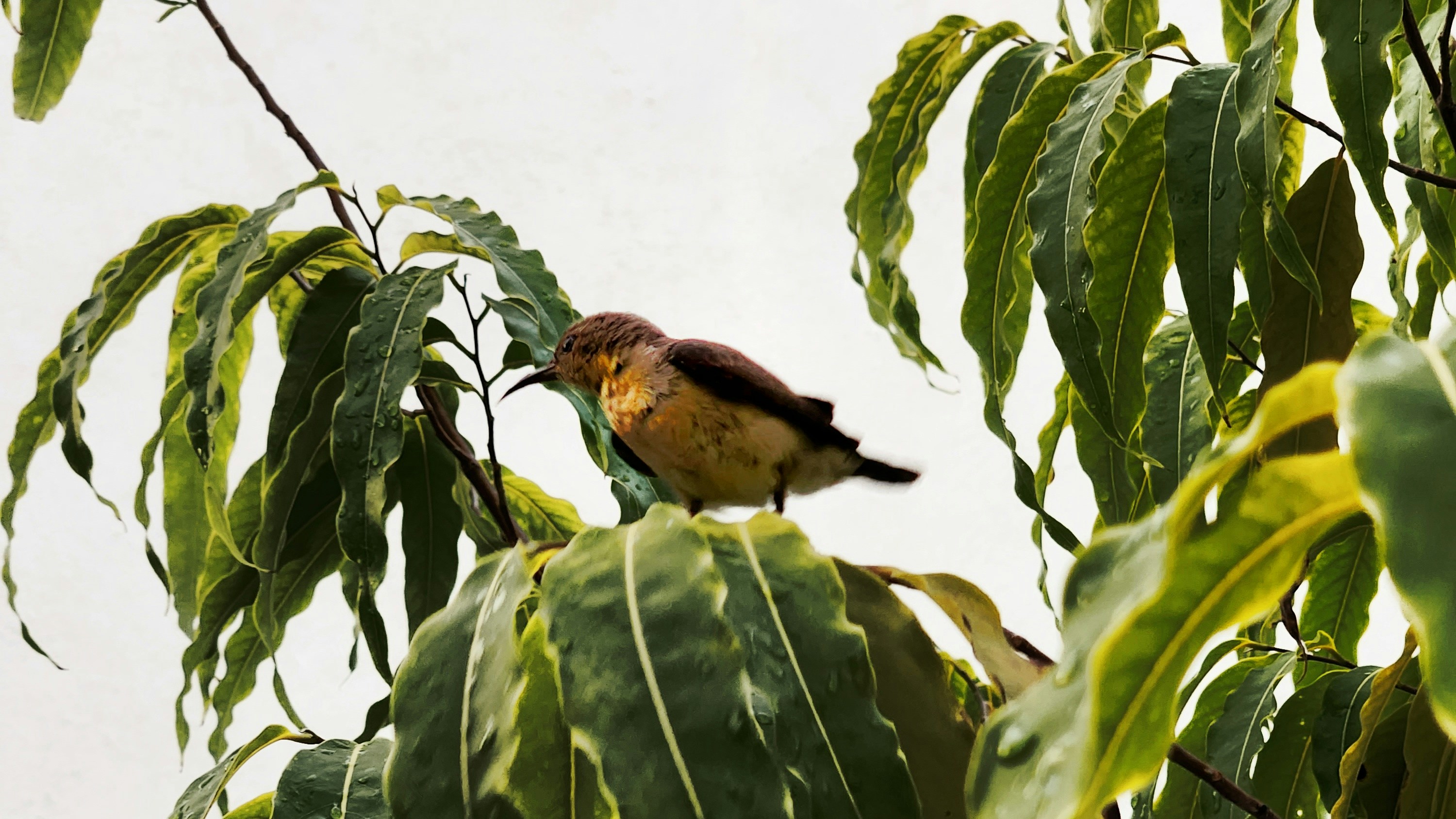 Perch in the Green Stage: Tiny Warbler under a Bright Sky