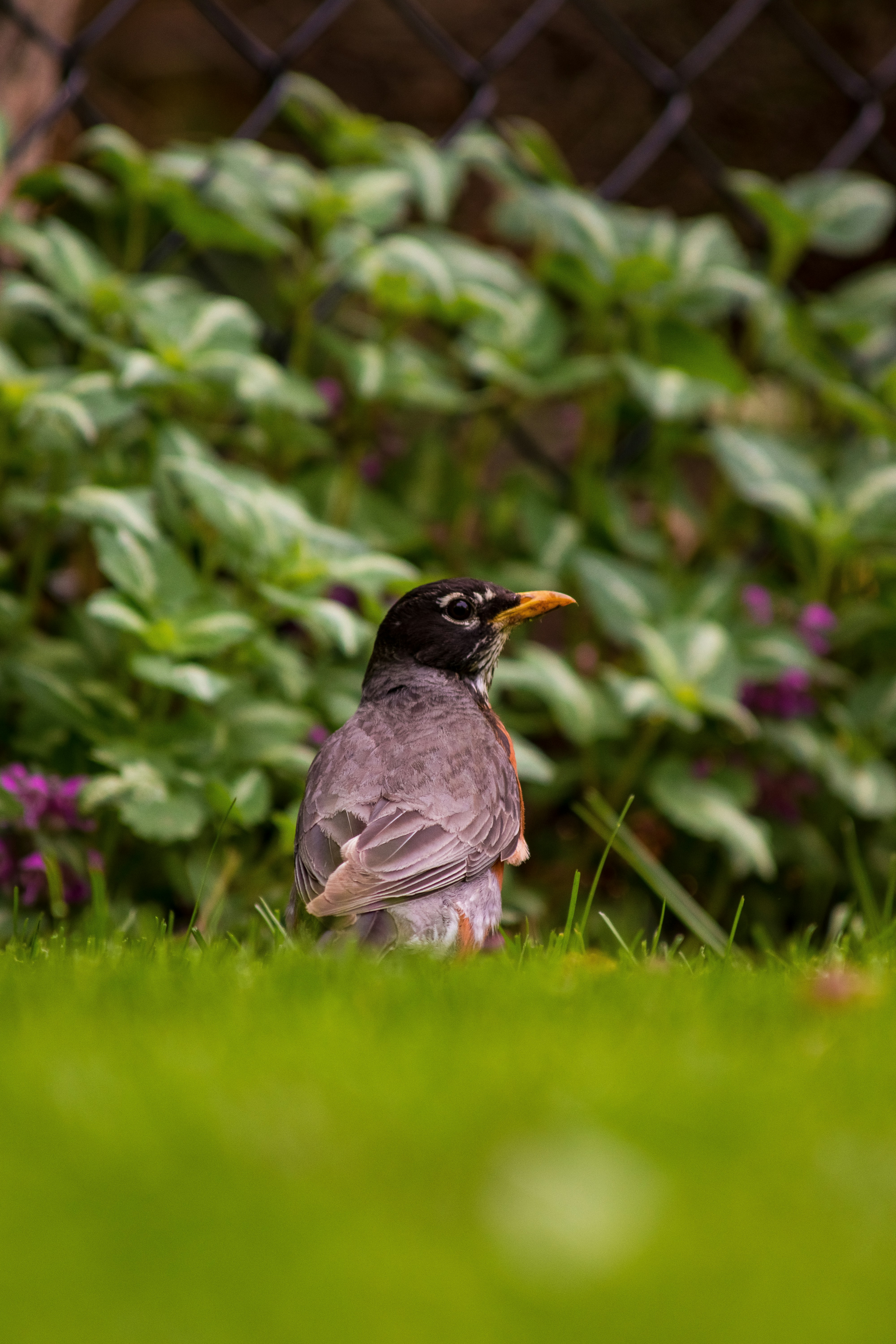 A small bird is sitting in the grass photo – Free Waterloo Image on ...