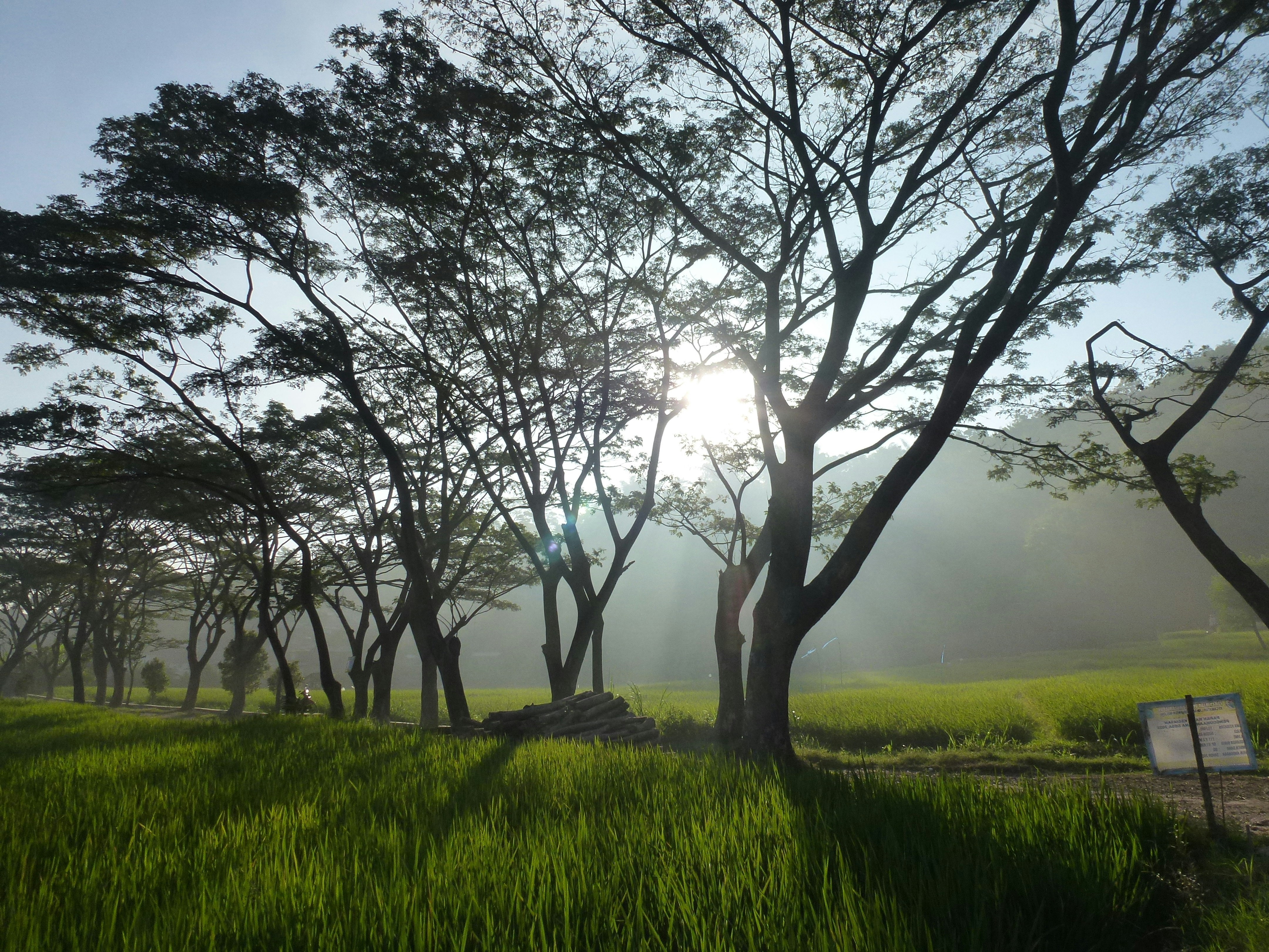 Sunlight filters through a line of slender trees, casting long shadows across a bright green field in a misty morning park.