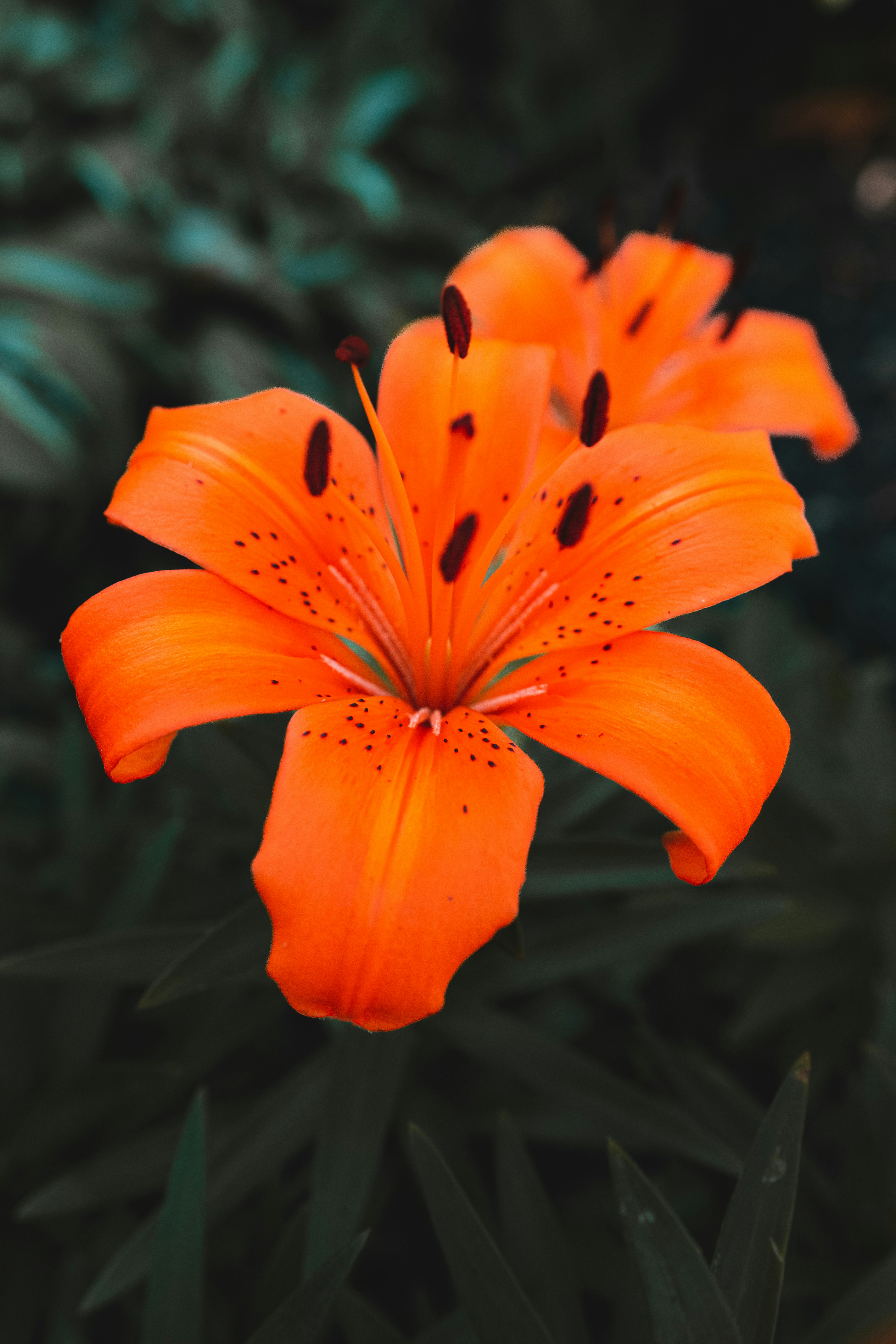 A close up of a bright orange flower photo – Free Flowers Image on Unsplash