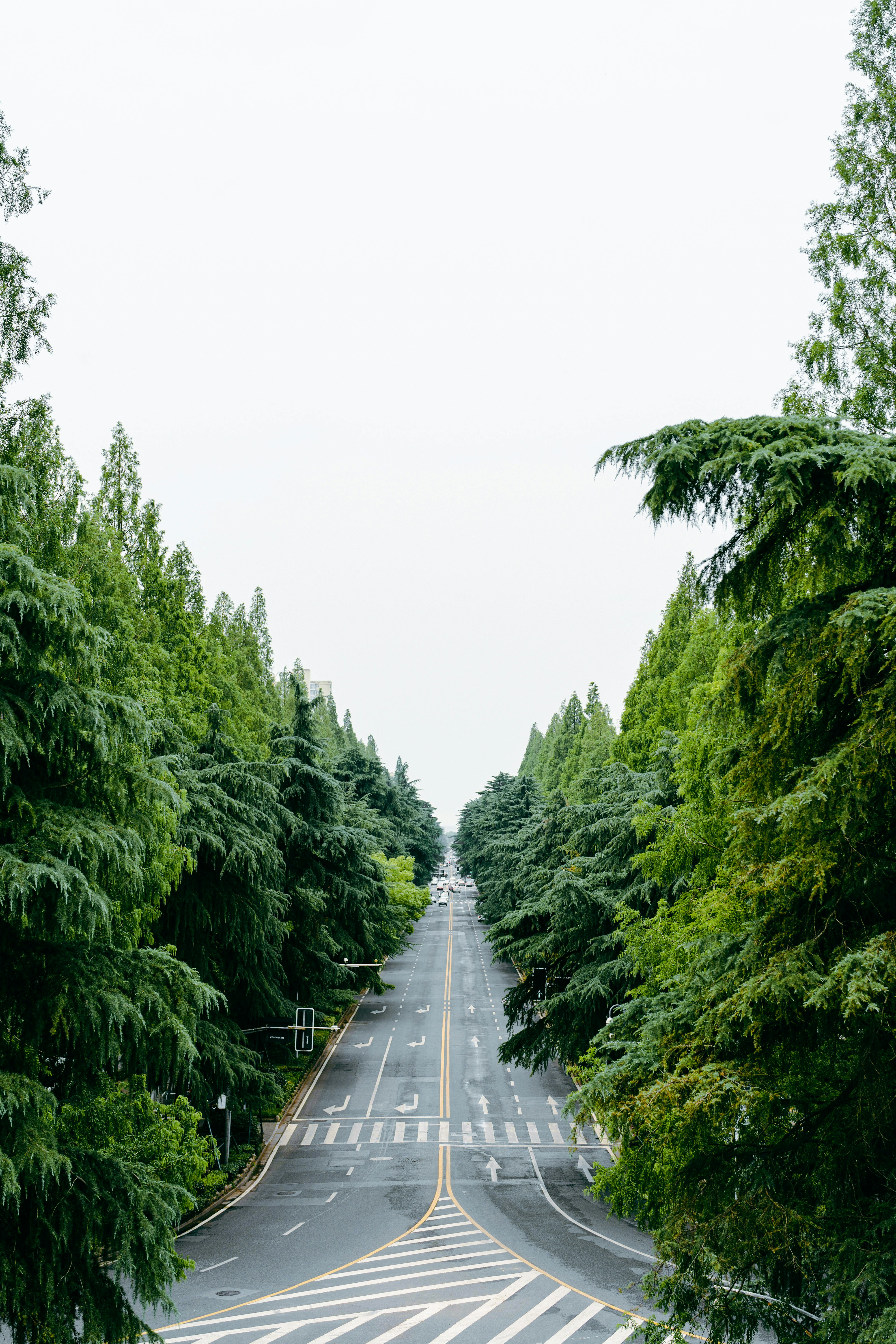 a long empty road surrounded by green trees