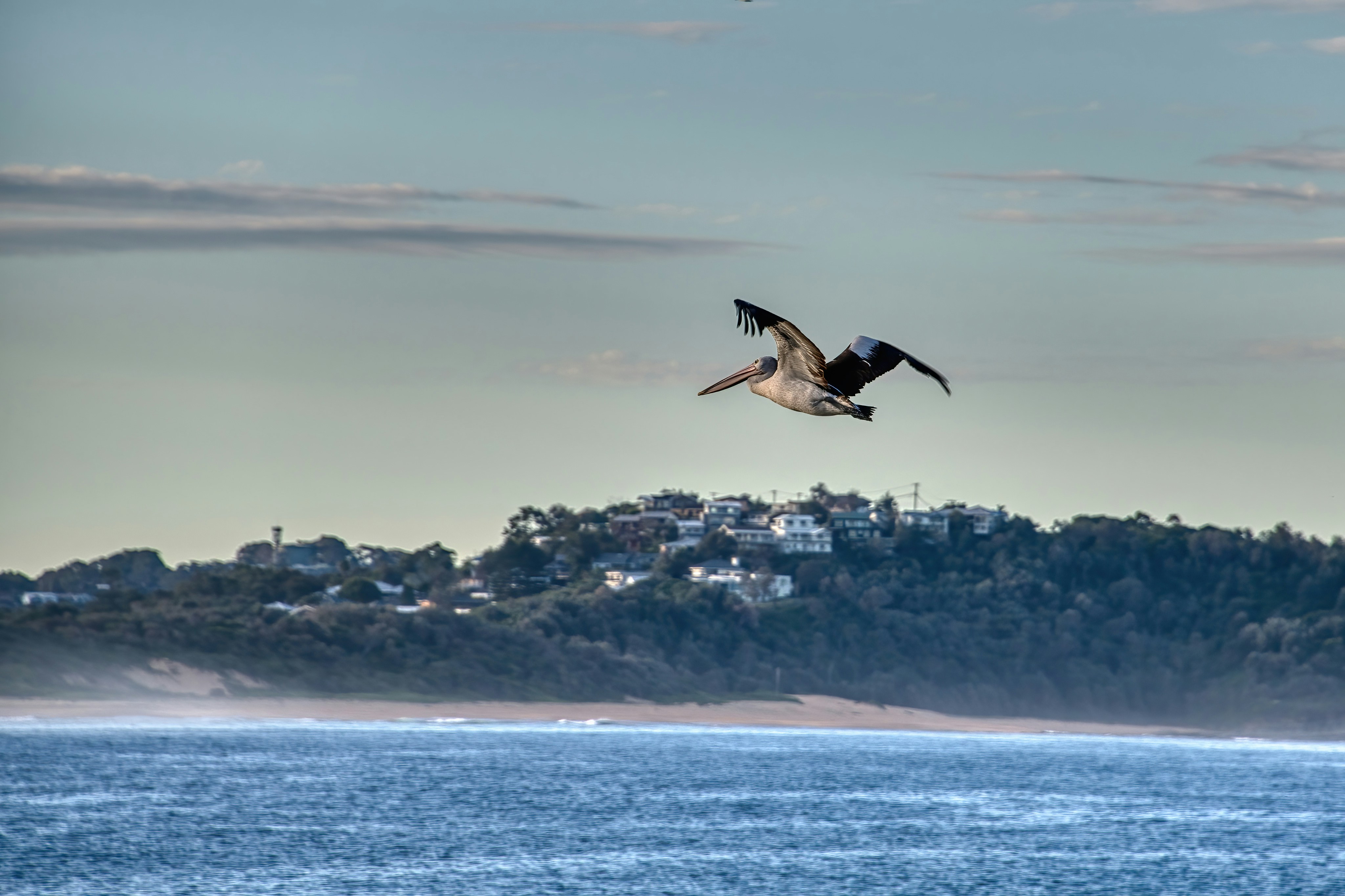 Wingbeat Over the Blue Edge: Seabird in Flight Above a Quiet Coastal Ridge