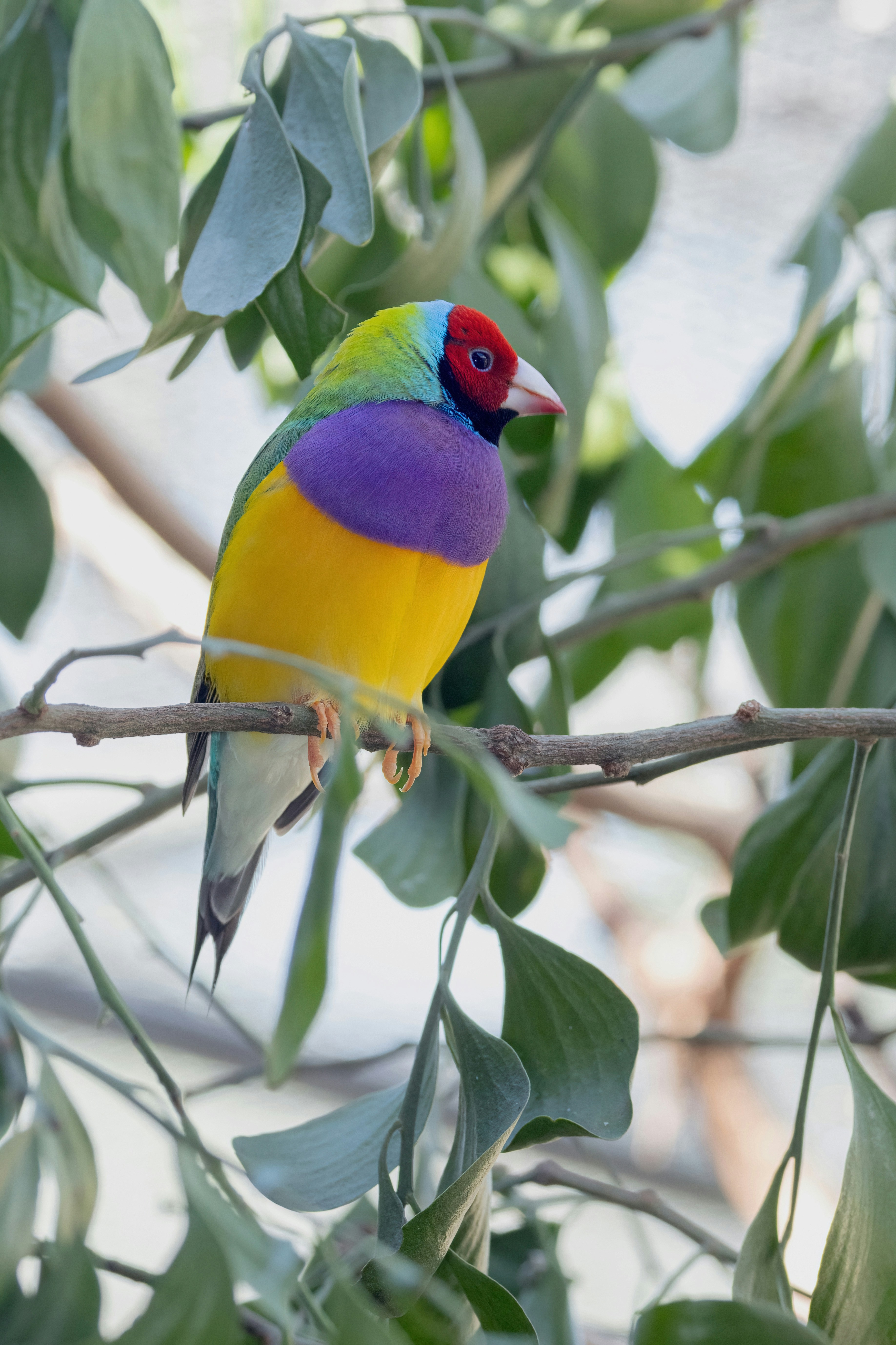 A colourful Gouldian Finch. Unfortunately this beautiful bird is an endangered species, but there are programs to breed them and release them back into the wild. Photographed at the Wildlife Habitat Port Douglas in Australia.