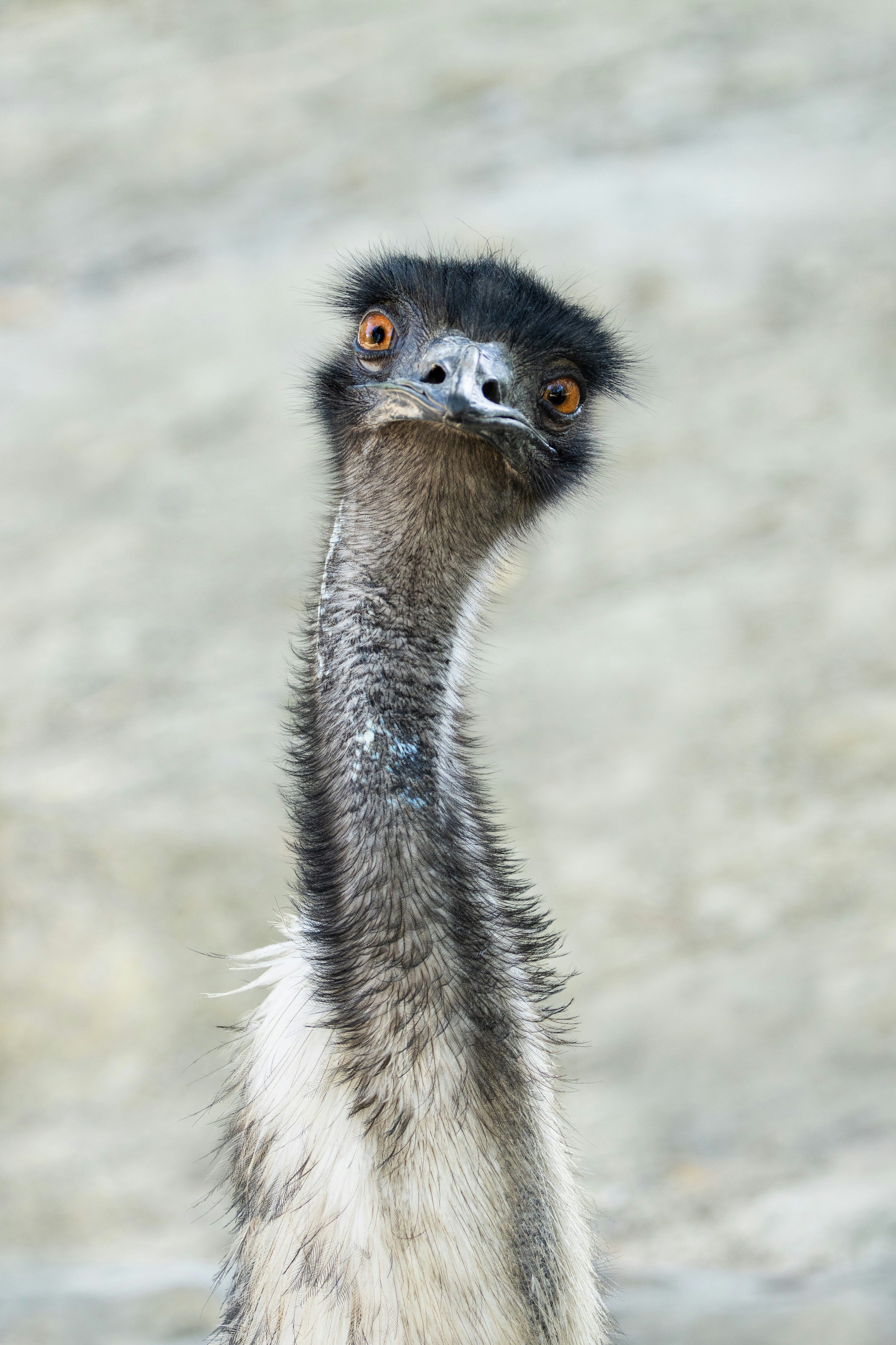A curious emu. Emus are the second largest bird in the world after the ostrich. Photographed at the Wildlfie Habitat Port Douglas, Australia.David Clode