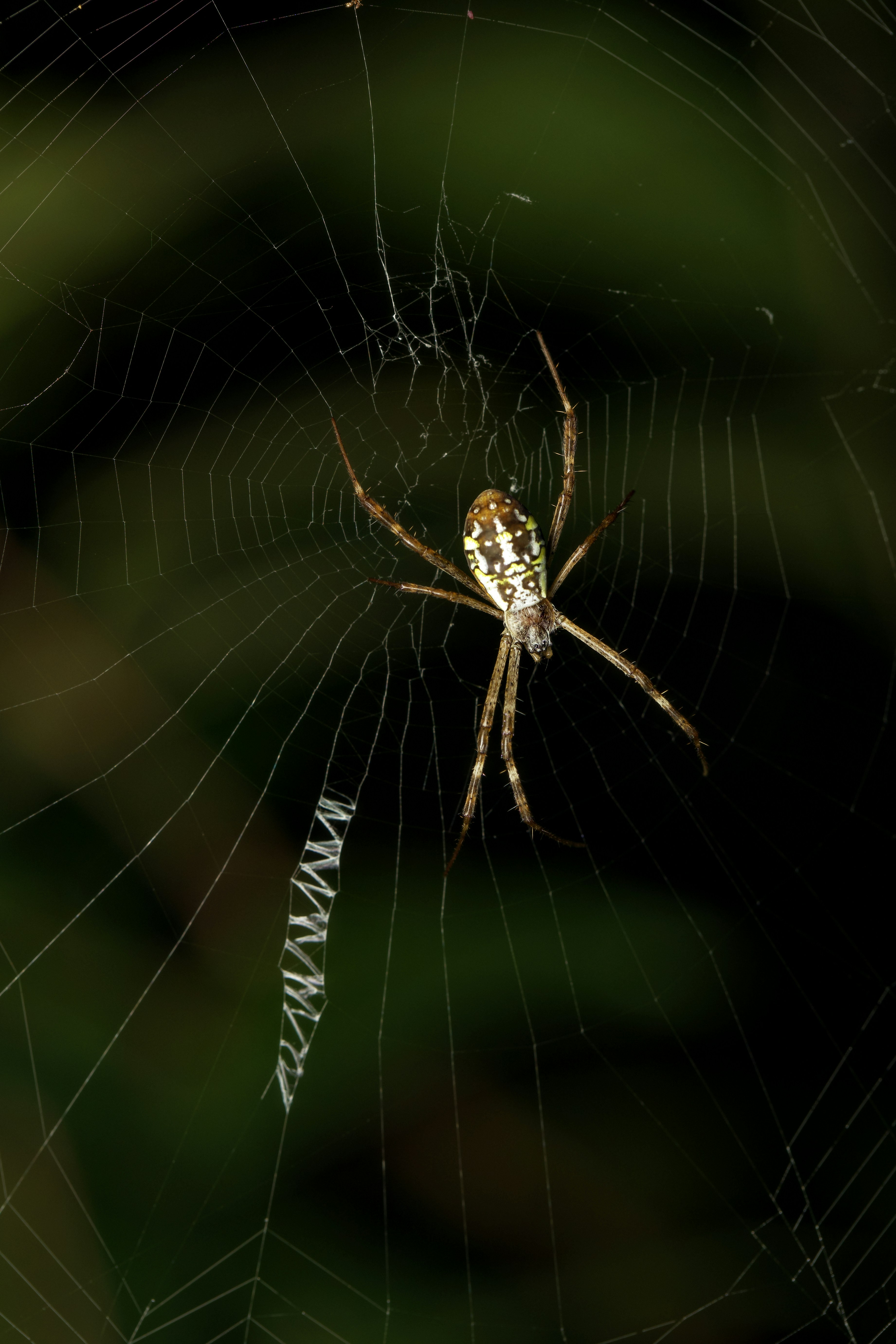Center Stage on Silk: An Orb-Weaver in a Gleaming Web