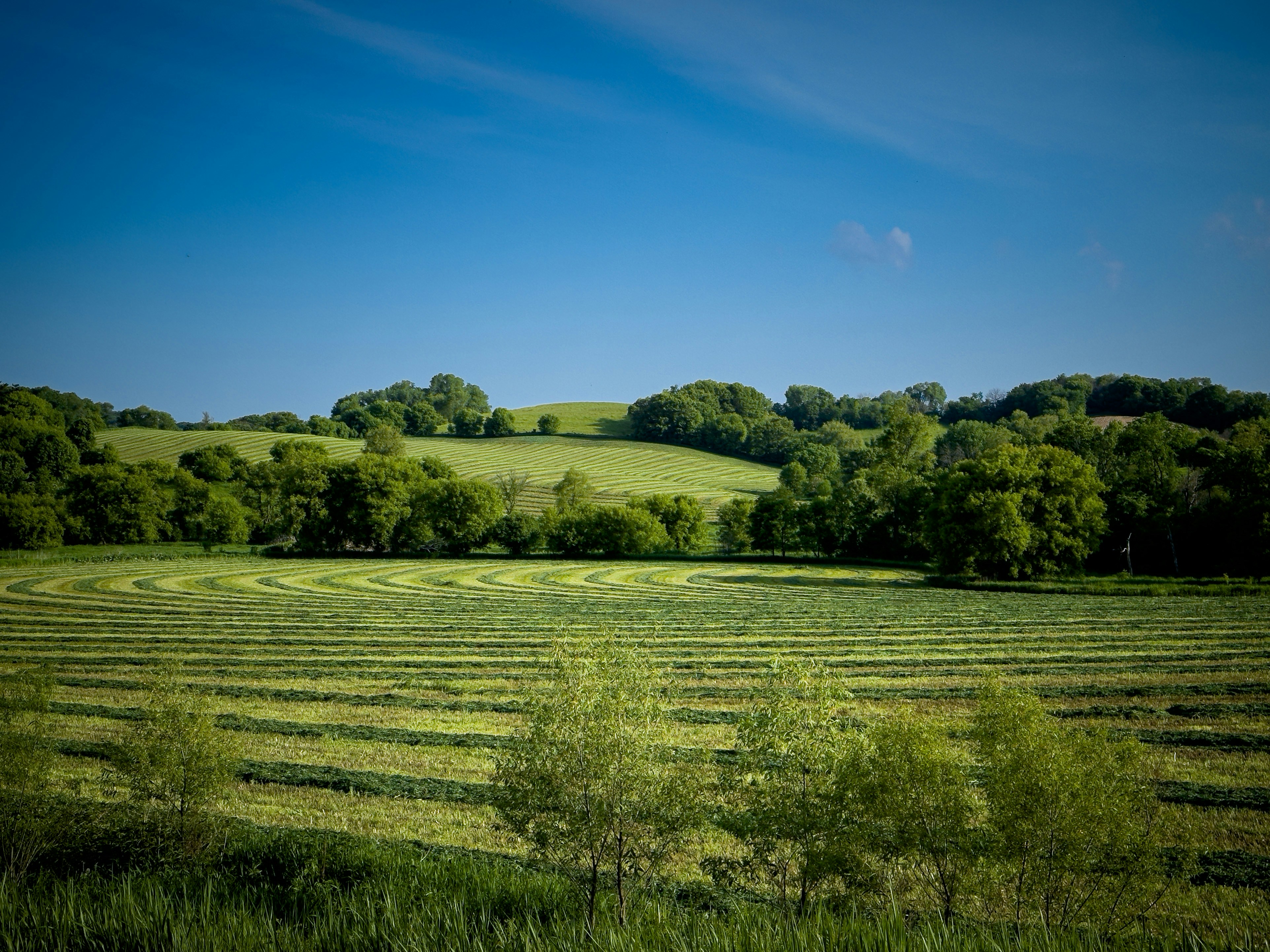 A large field of grass with trees in the background photo – Free ...