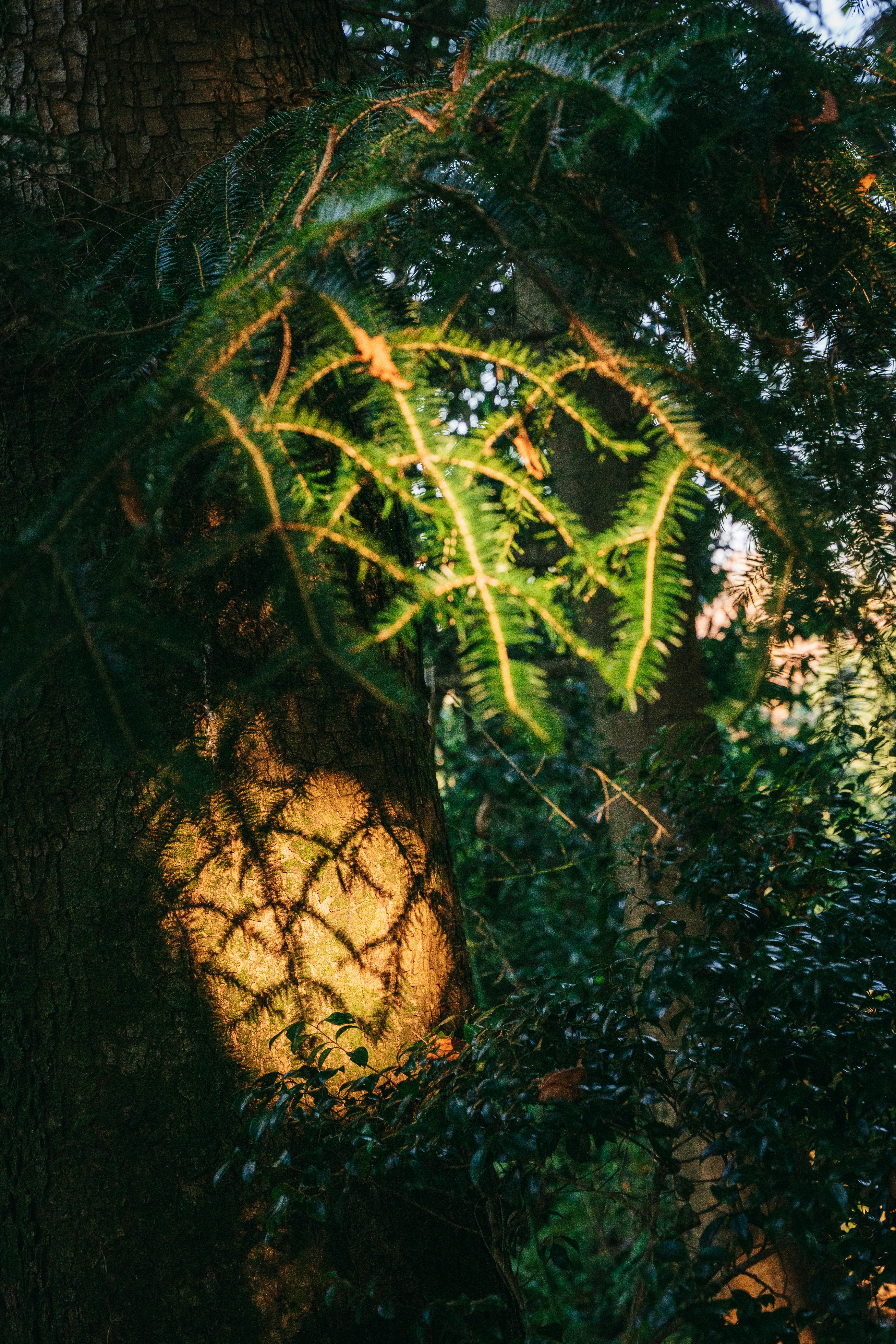 Dappled Light on Fern Fronds Touching a Mossy Forest Trunk