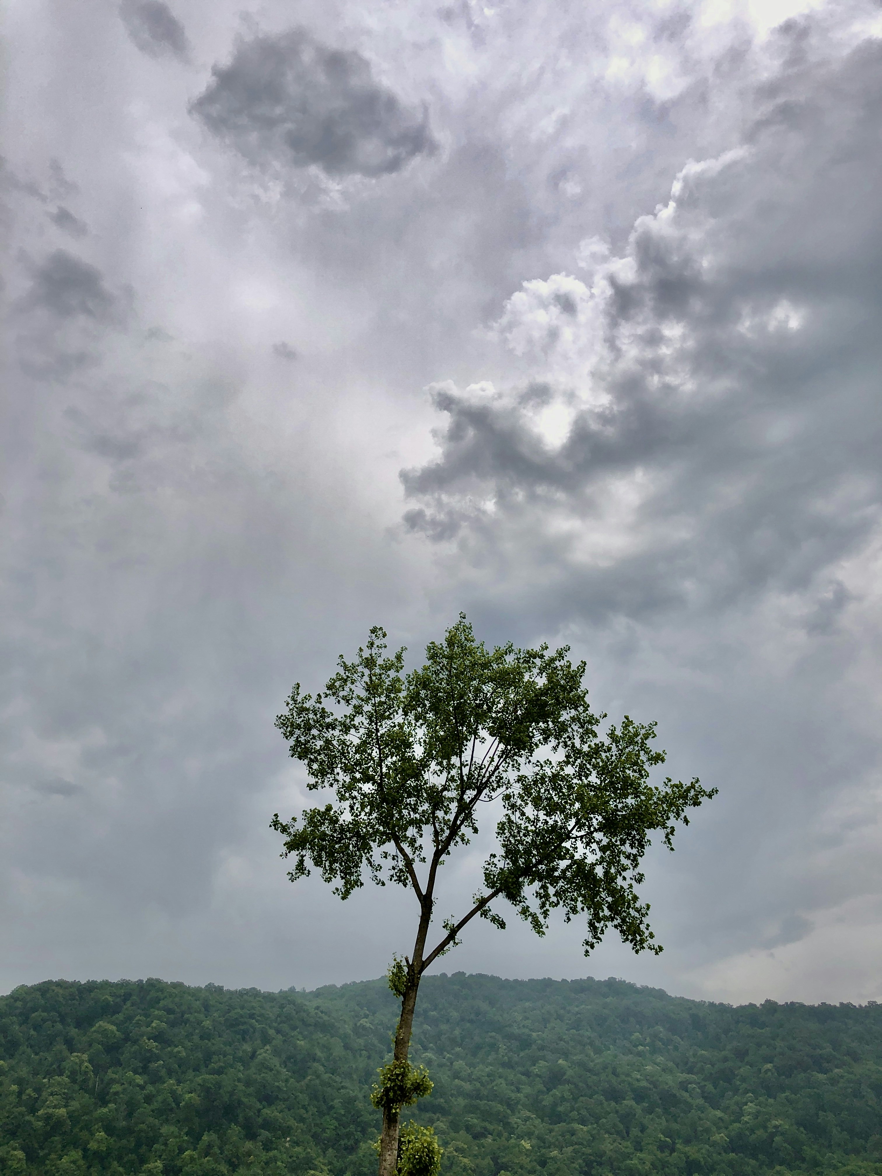 Un arbre solitaire au milieu d’un champ photo – Image gratuite de Māzandarān sur Unsplash