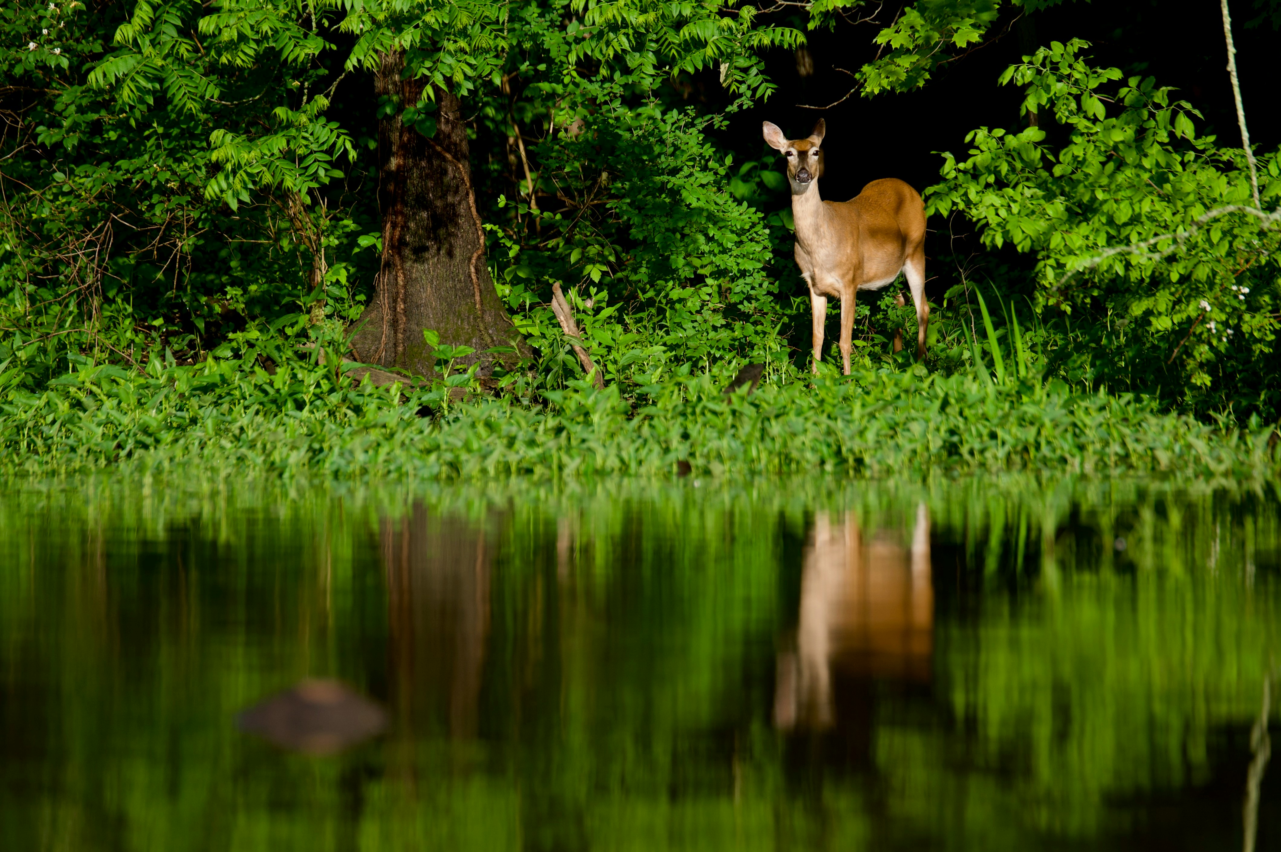 Quiet Edge: A Deer Pauses at the Water’s Veil