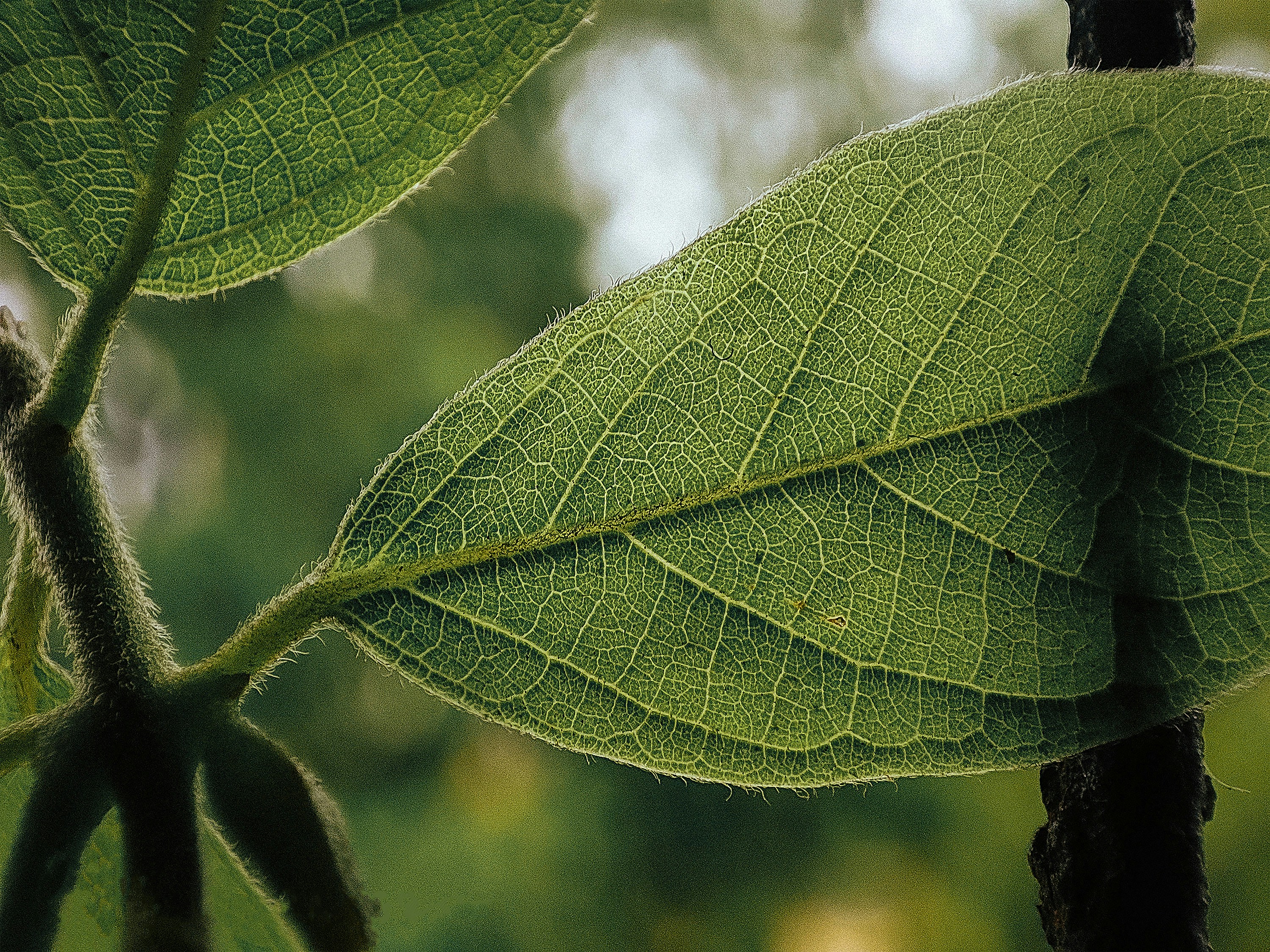 A close up of a green leaf on a tree photo – Free Leaf Image on Unsplash