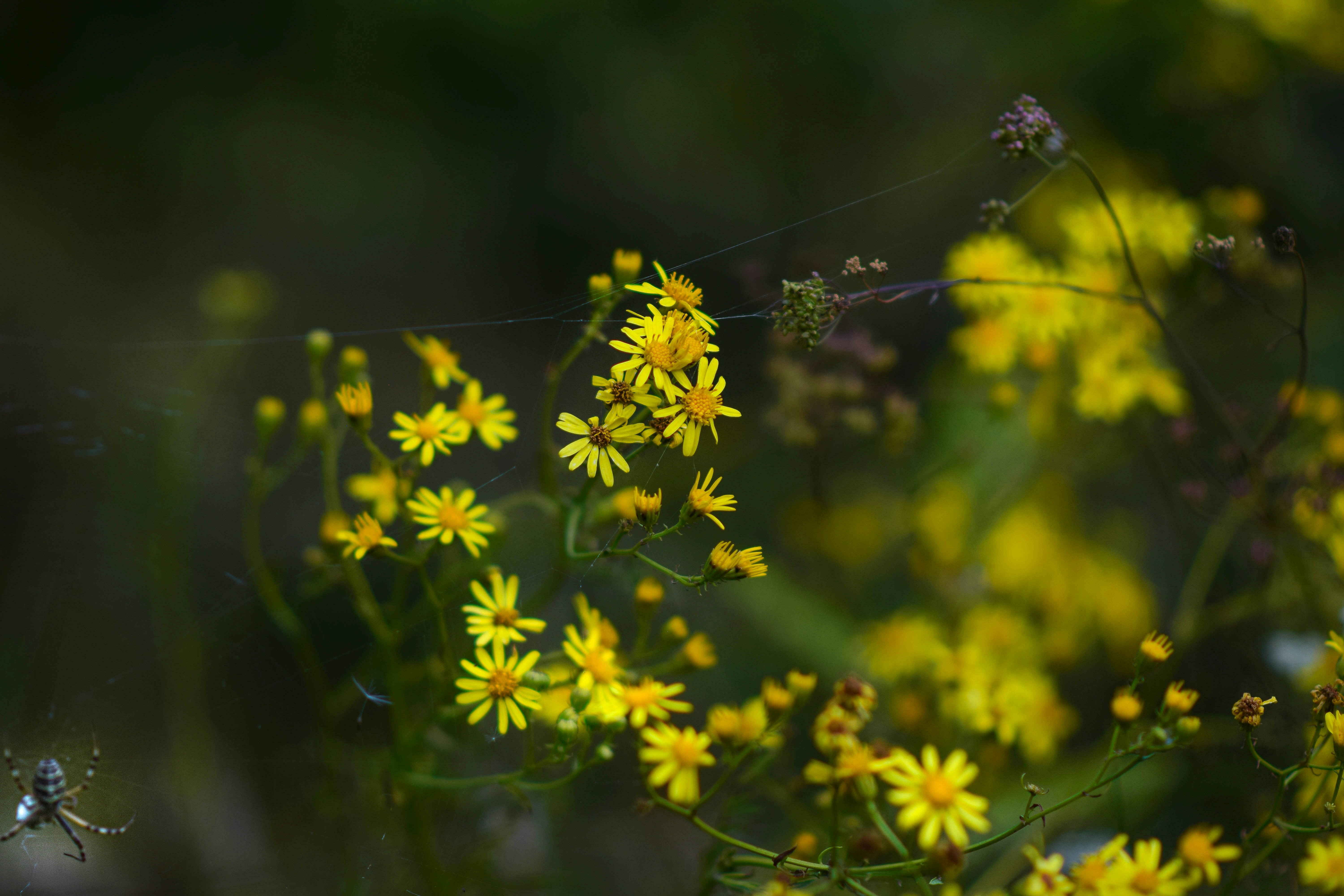 spider web on yellow flowers