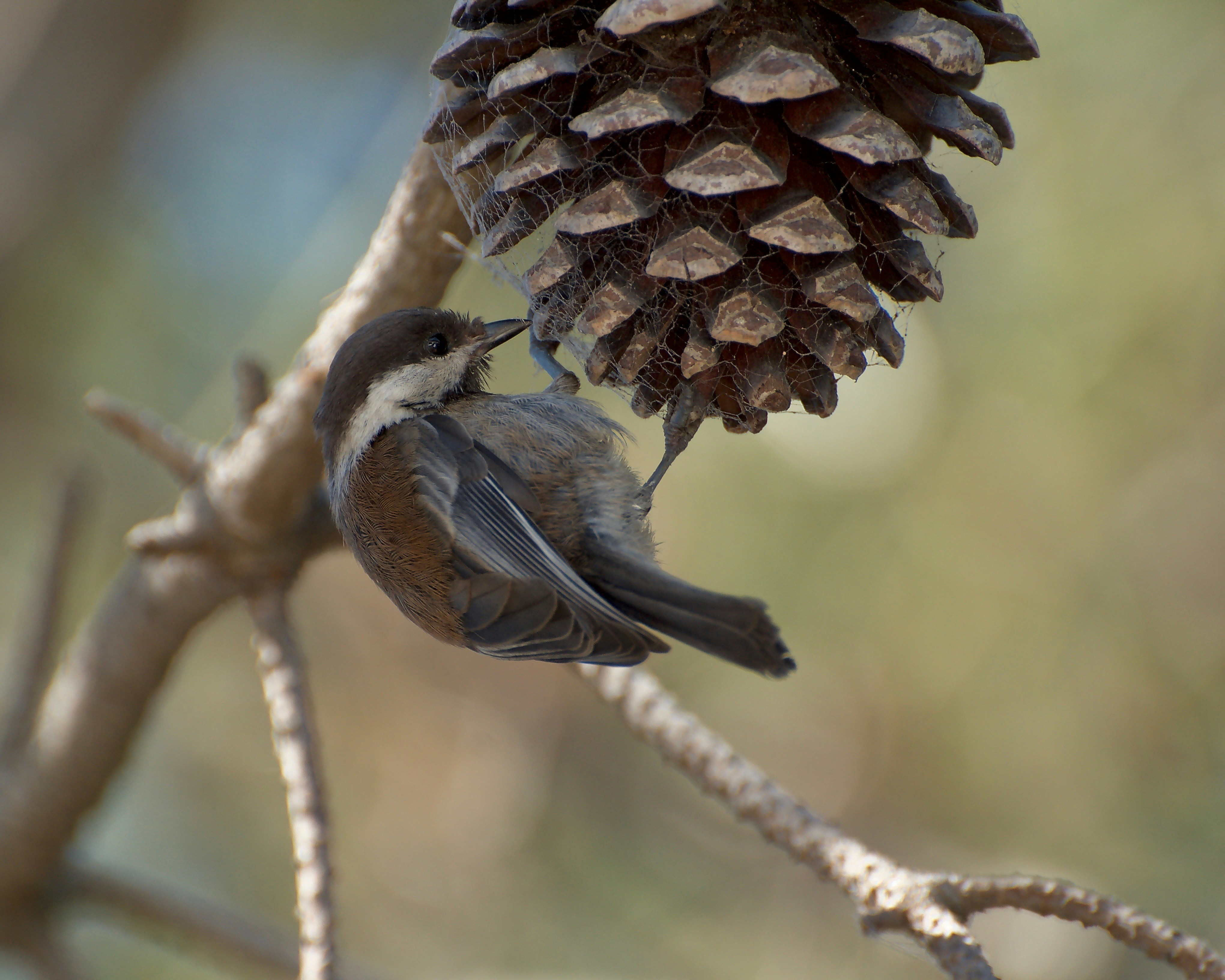 Blue-gray Tit Clinging Under a Pine Cone