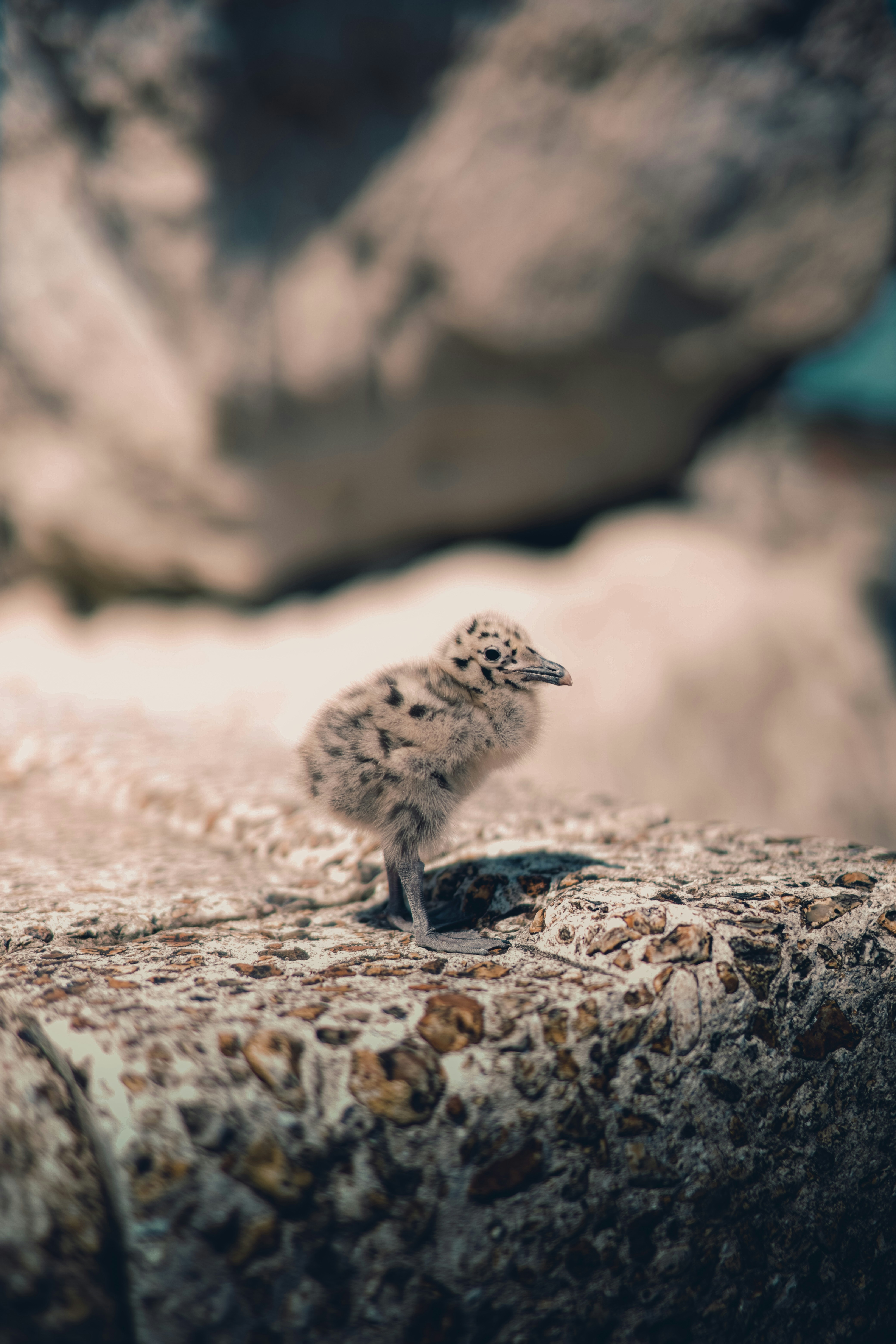 Little Outpost: A Tiny Chick Stands Guard on Weathered Stone