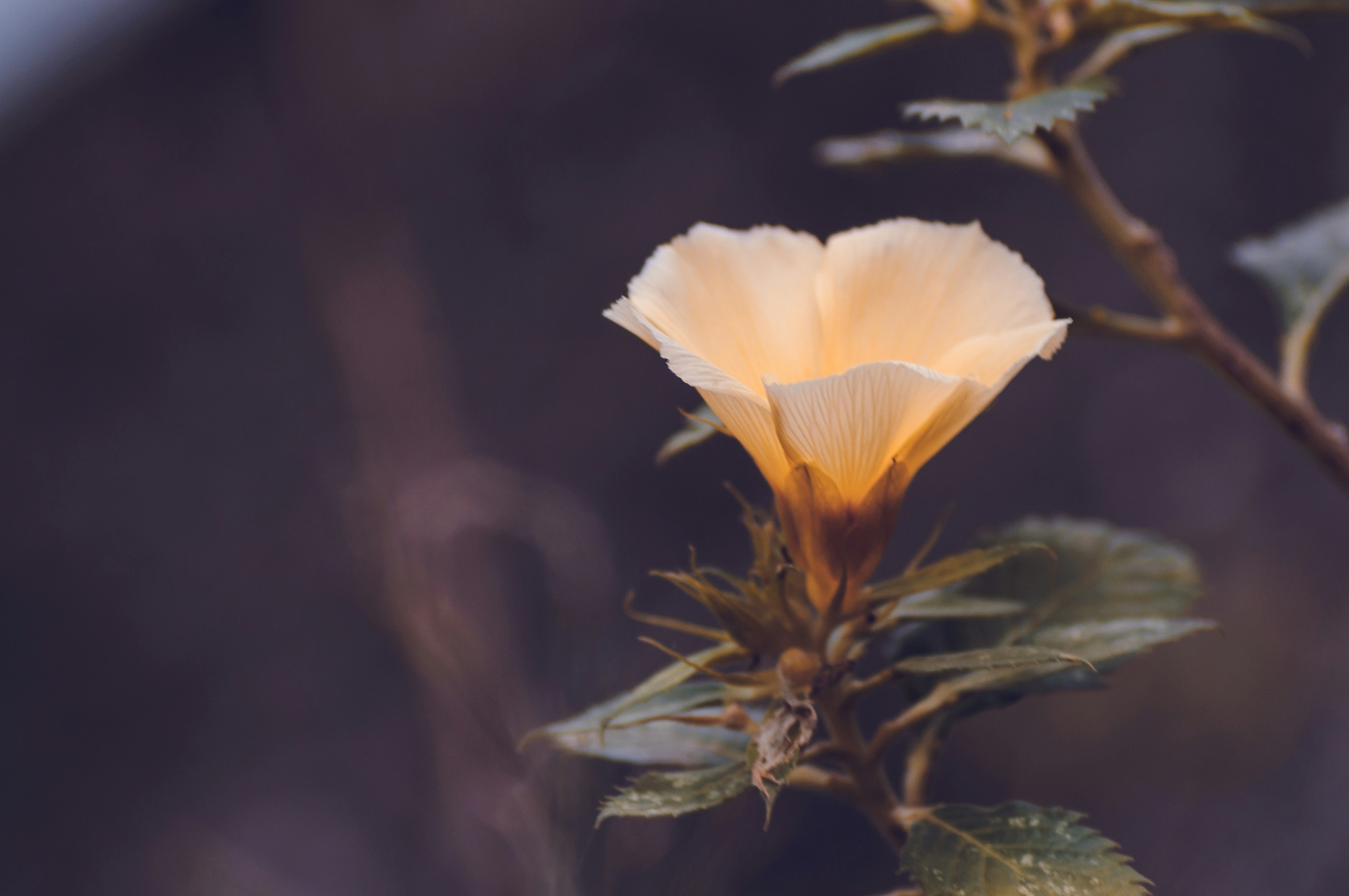 Petal Vessel: A pale blossom Emerging from a Soft Blur