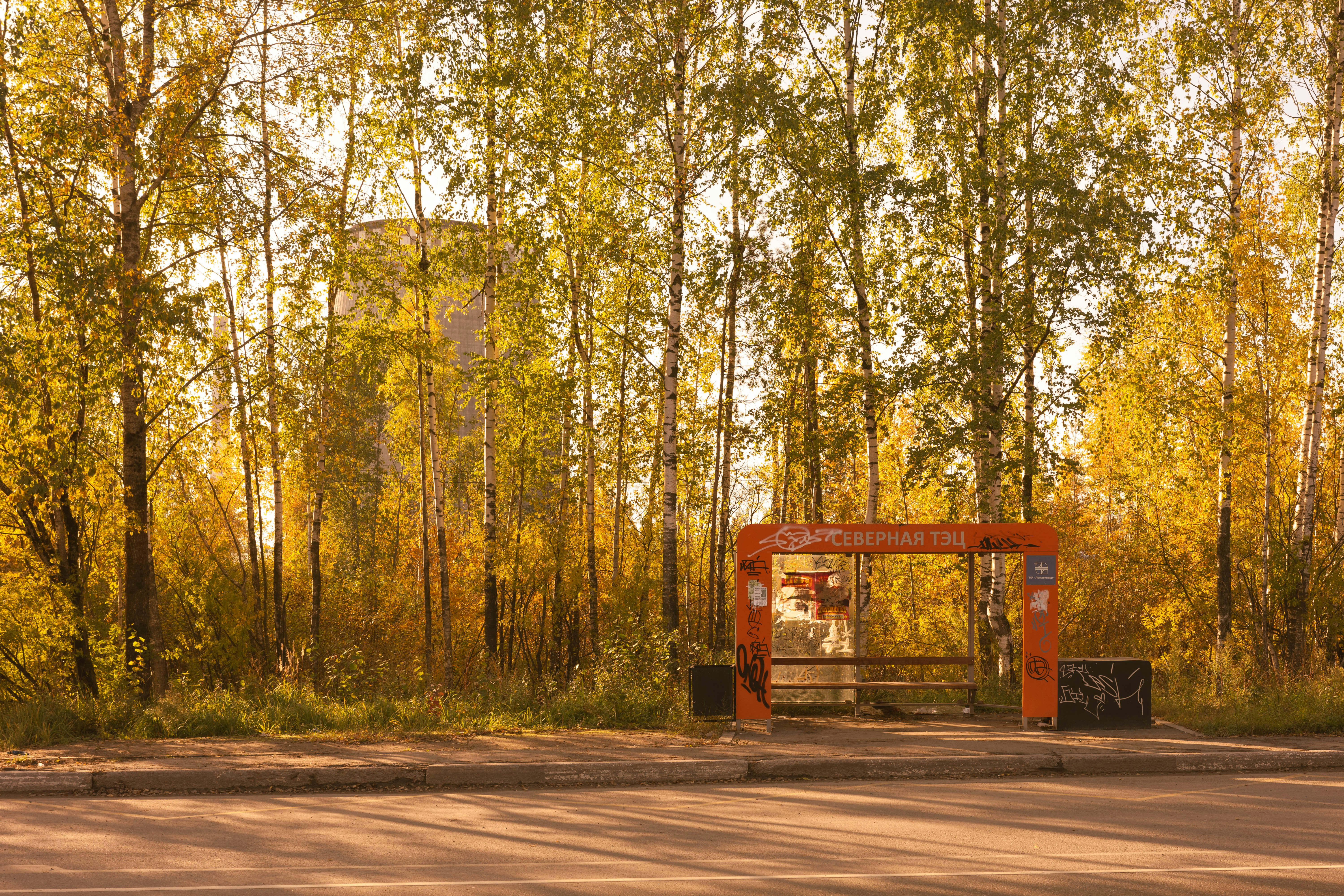 Red Frame at Dusk: A Quiet Autumn Bus Stop Amid Golden Trees