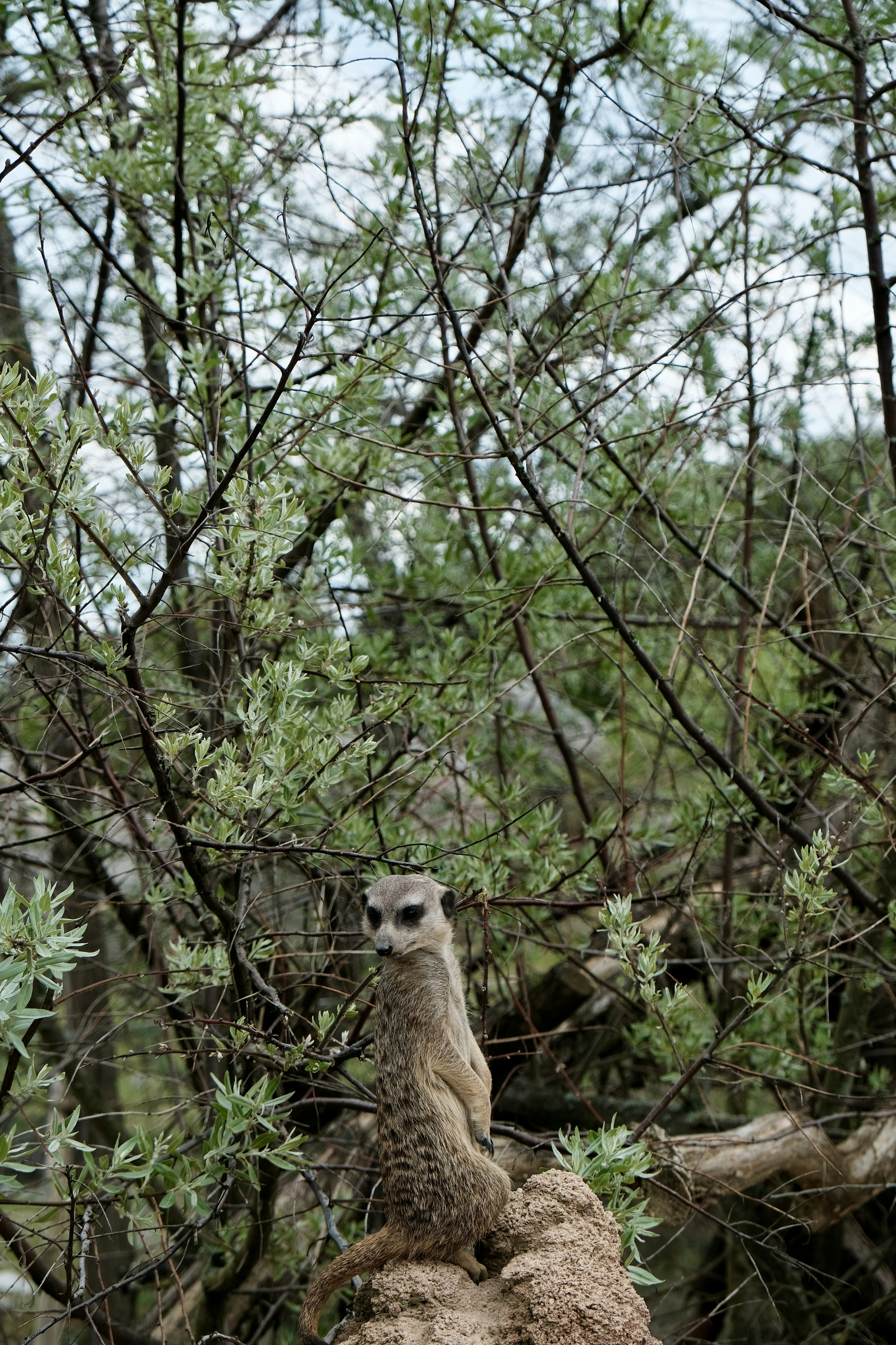 Curious Ground Squirrel Perched Among Spring Scrub