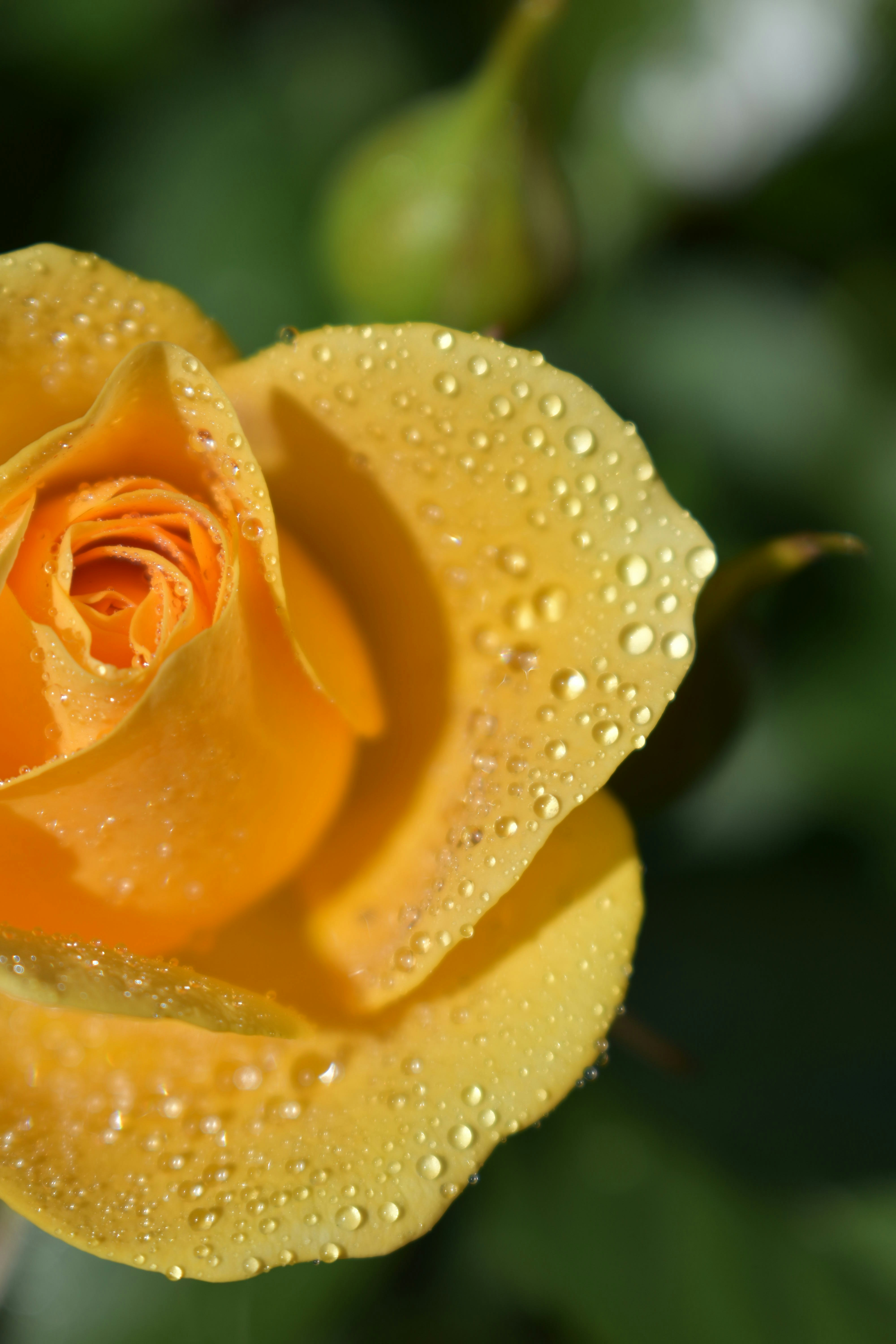 A yellow rose with water droplets on it photo – Free Wallpaper Image on ...