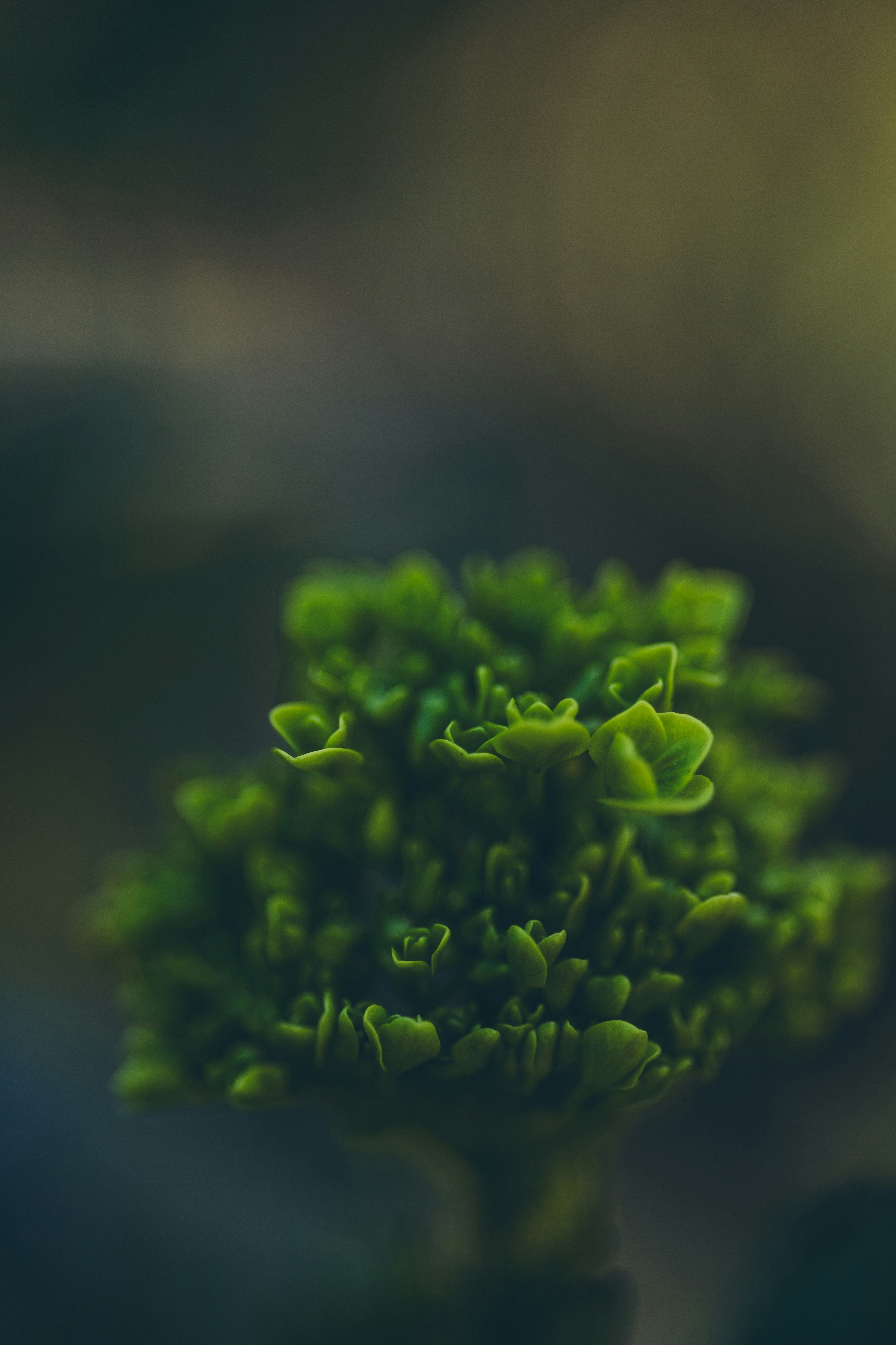 Emerald Crown: Close-up of a Foliage Macro Boutonniere