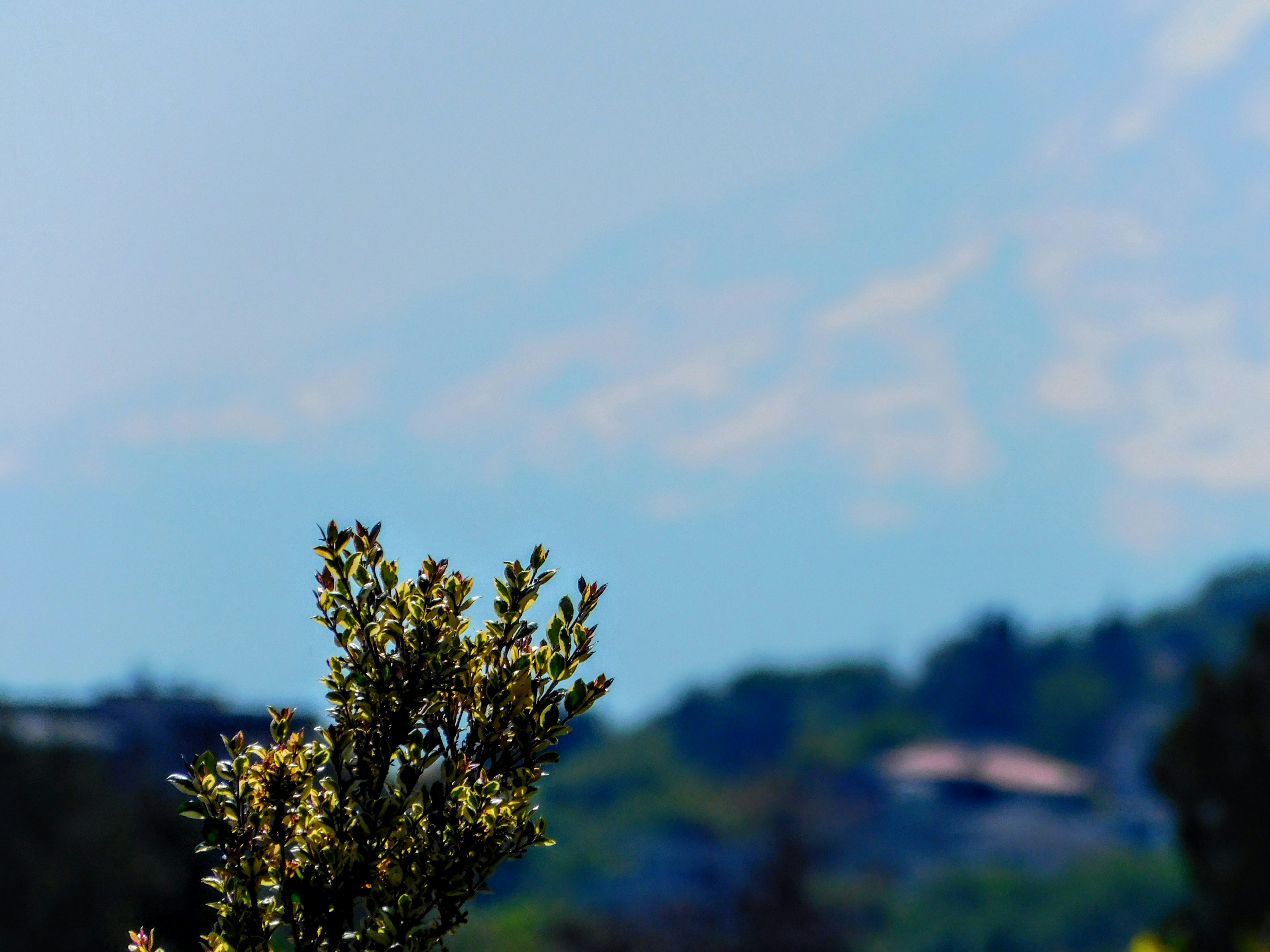 Bush with yellow flowers in sharp focus against a blurred mountainous backdrop under a clear sky.