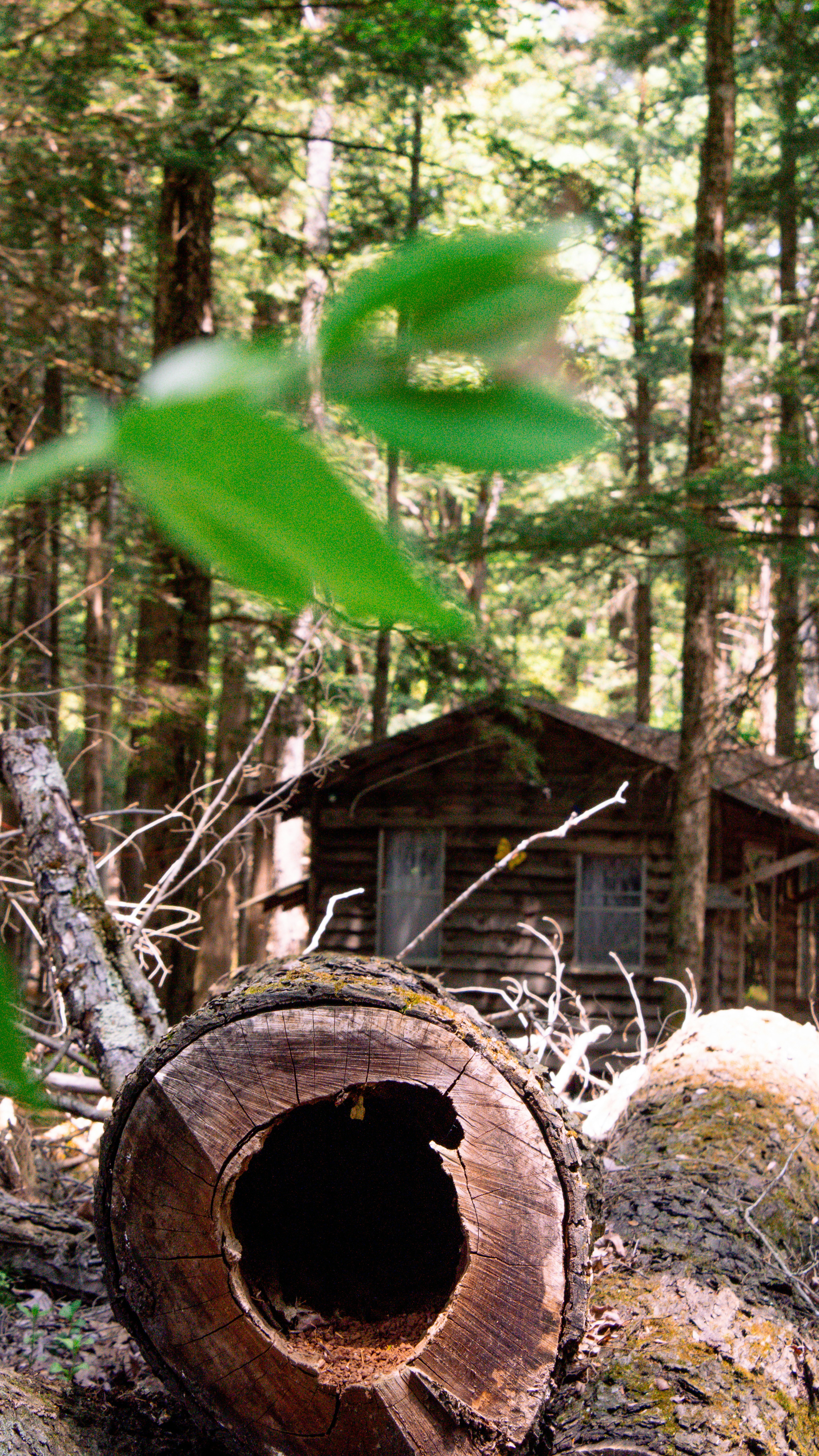 Rustic Retreat Amidst Woodland Serenity
