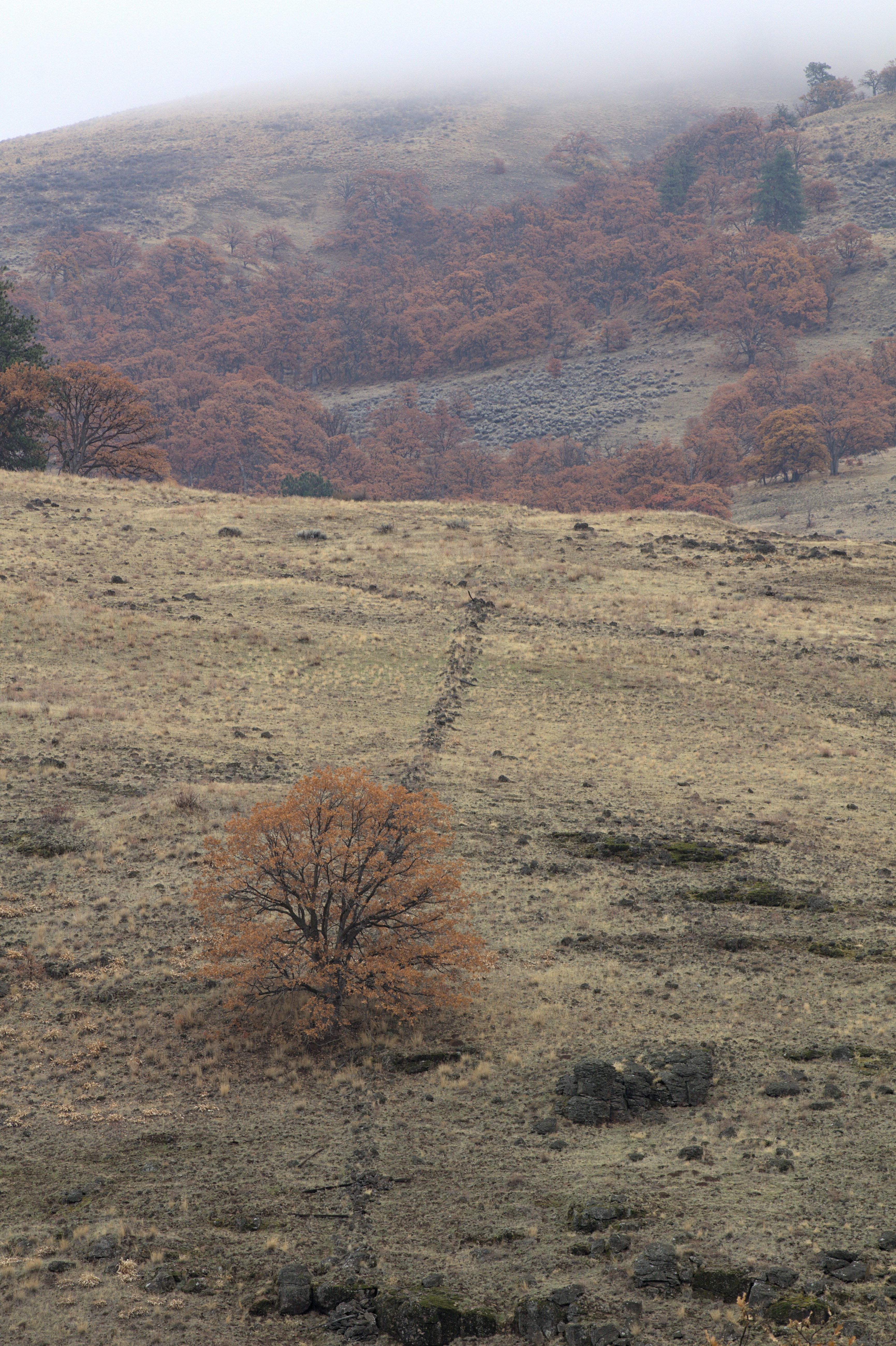 Lone Autumn Tree Tracing a Quiet Path Across Misty Hills