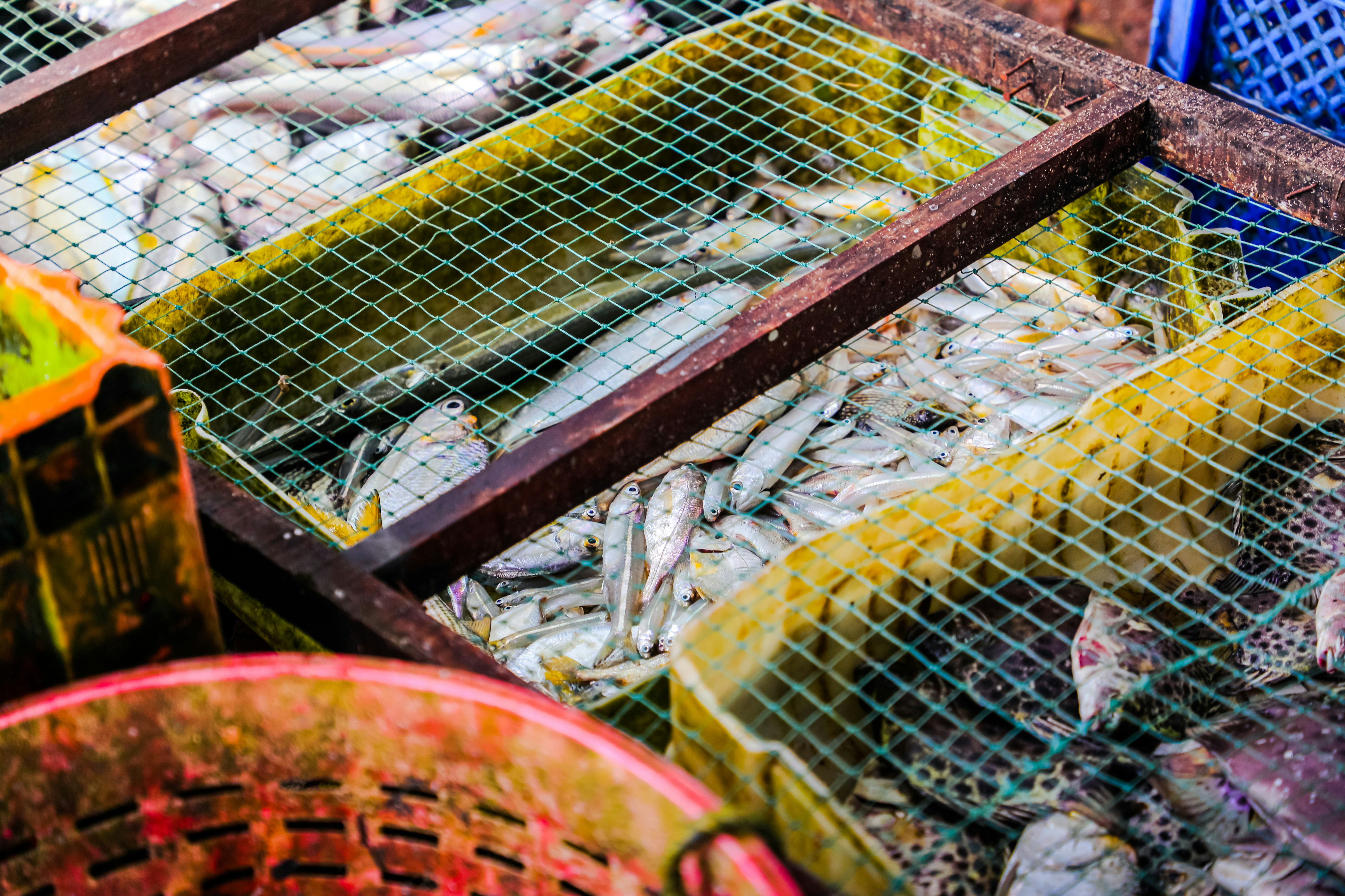 A bunch of fish that are in some crates photo – Free Food Image on Unsplash